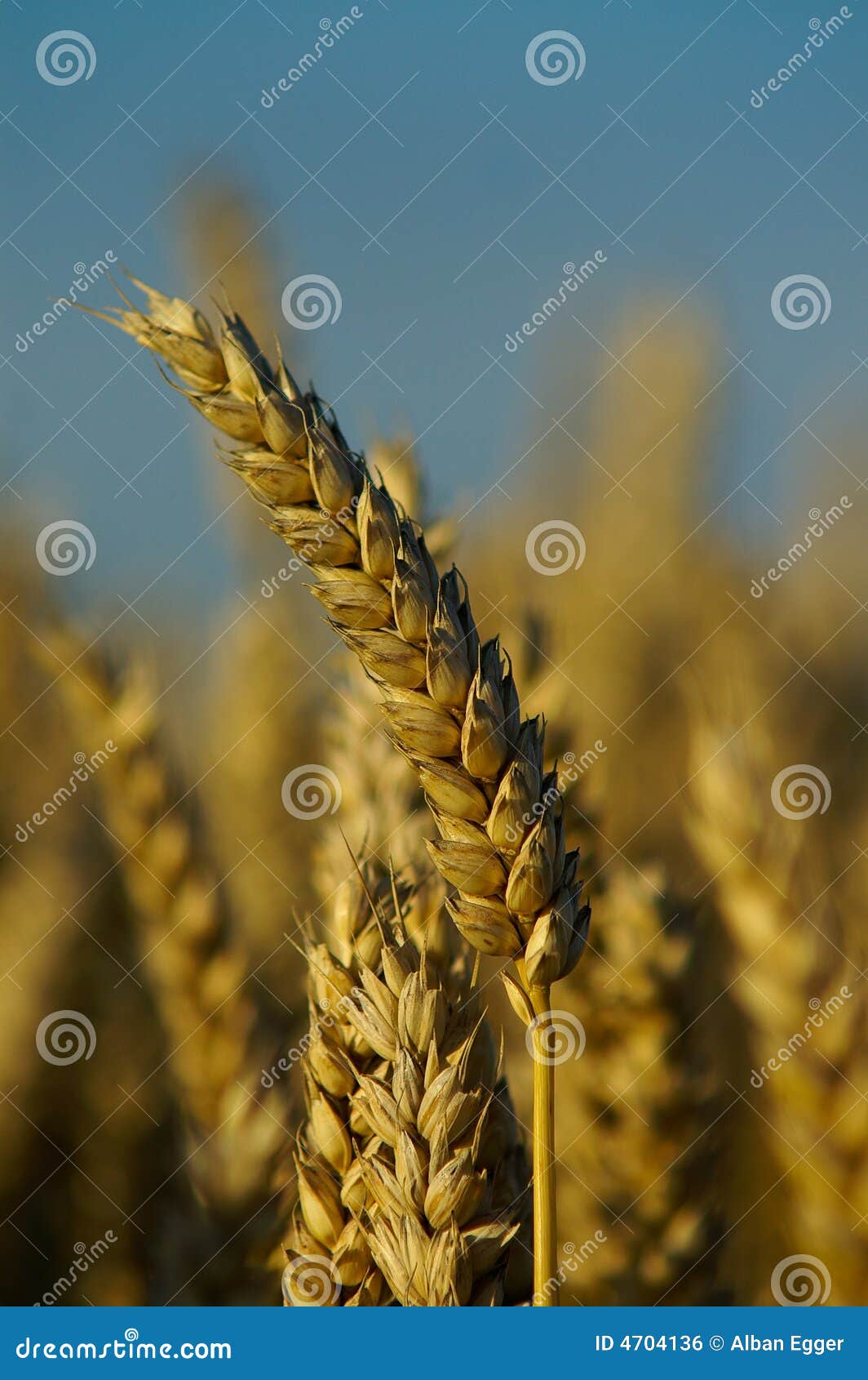 Een tarwe-aar stock foto. Image of gewas, stro, najaar - 4704136