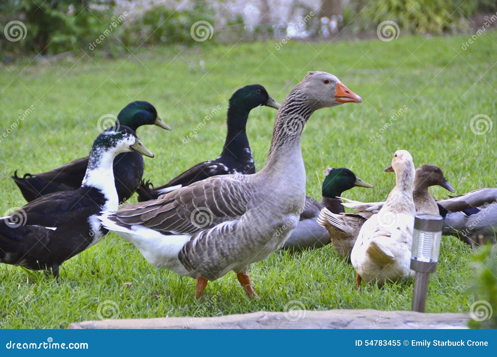 Een Troep Van Eenden En Ganzen in Openlucht Op Gras Stock Afbeelding ...