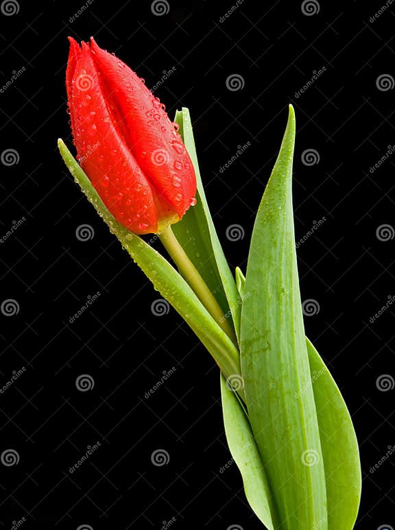 Een tulp op zwarte. stock foto. Image of dalingen, holland - 12685320