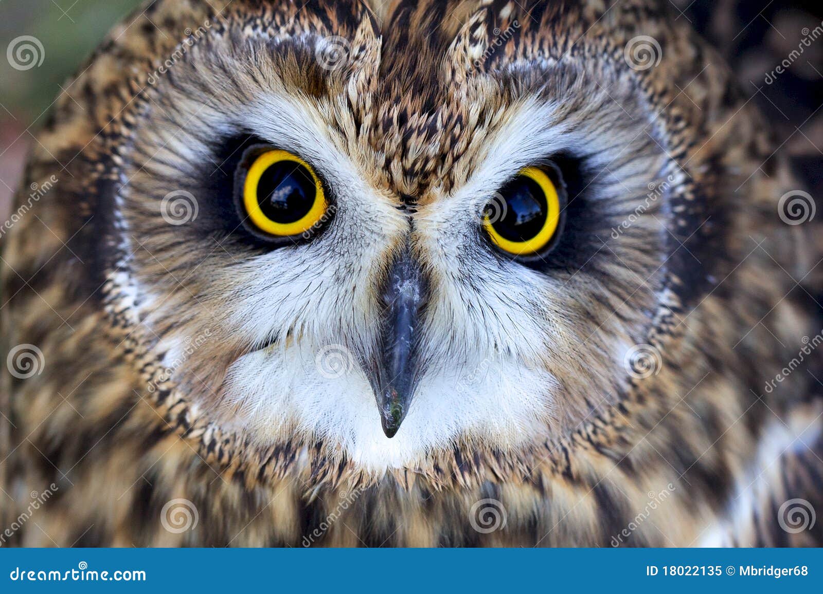 Een Uilgezicht Met Korte Oren Stock Afbeelding - Image of bruin ...