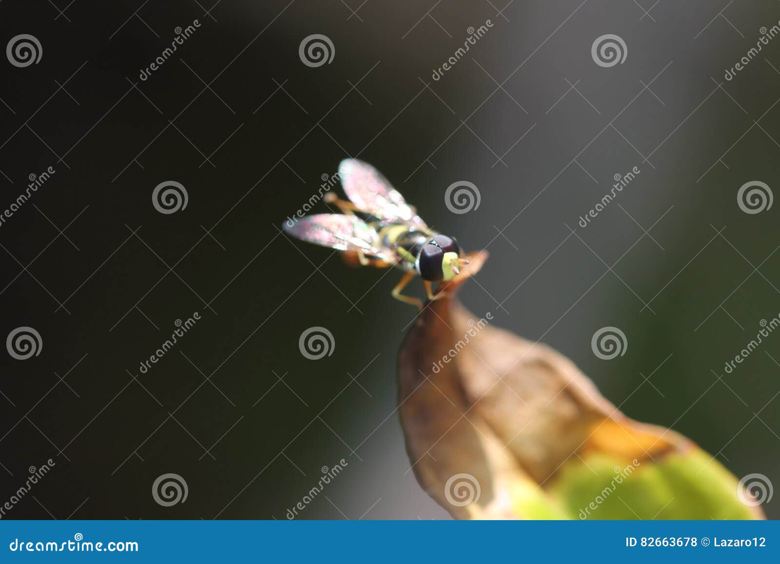 Een Uiterst Klein Insect in Onze Tuin Stock Foto - Image of insect ...