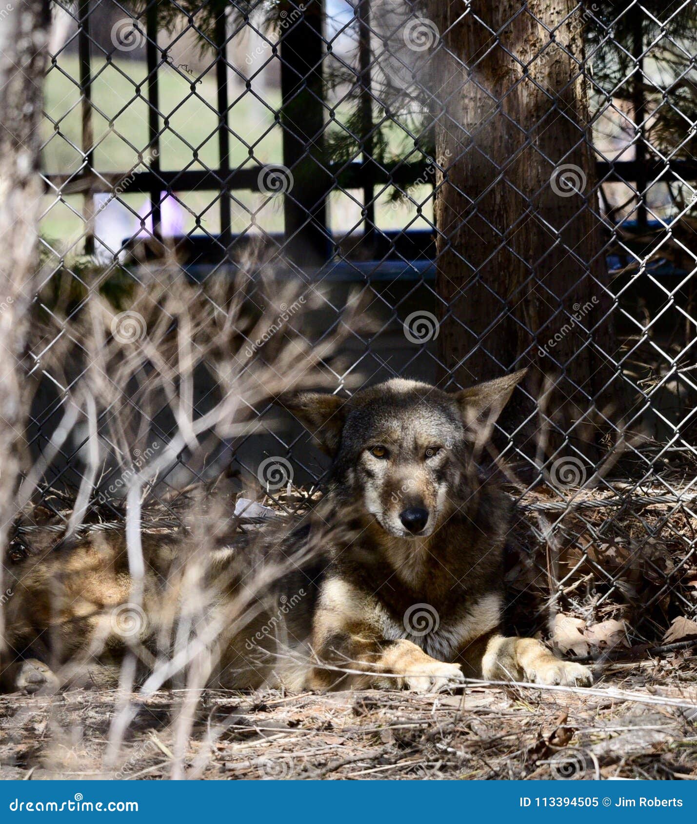 Een Verbergende Rode Wolf stock afbeelding. Image of vroeg - 113394505