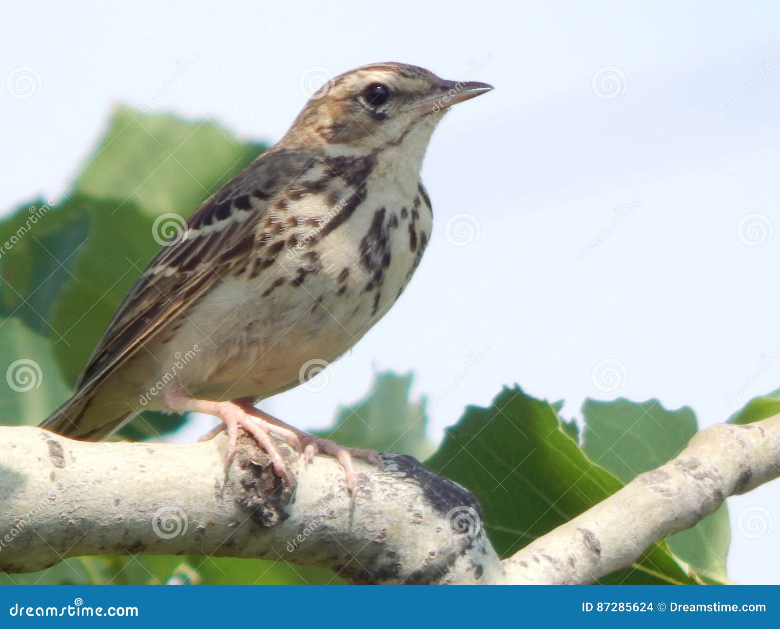 Een Vogel Een Mus in De Wildernis Stock Foto - Image of blauw ...