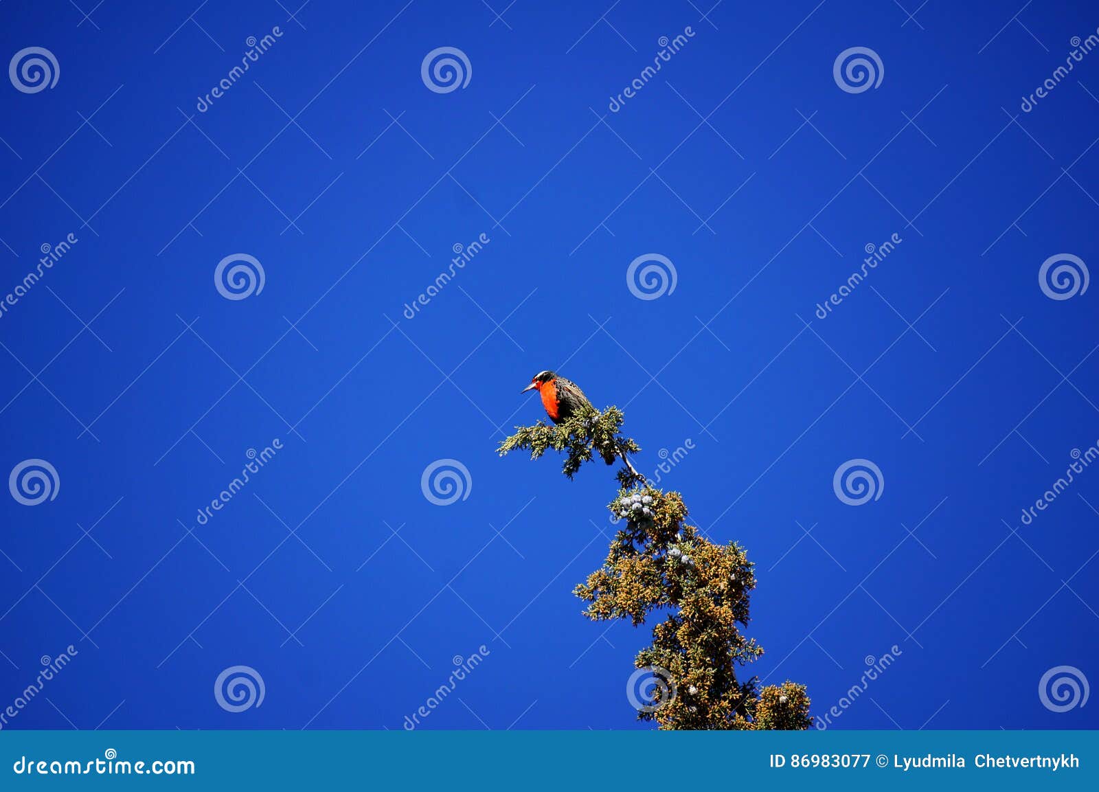 Een Vogel Met De Rode Borst Bovenop De Boom Stock Afbeelding - Image of ...