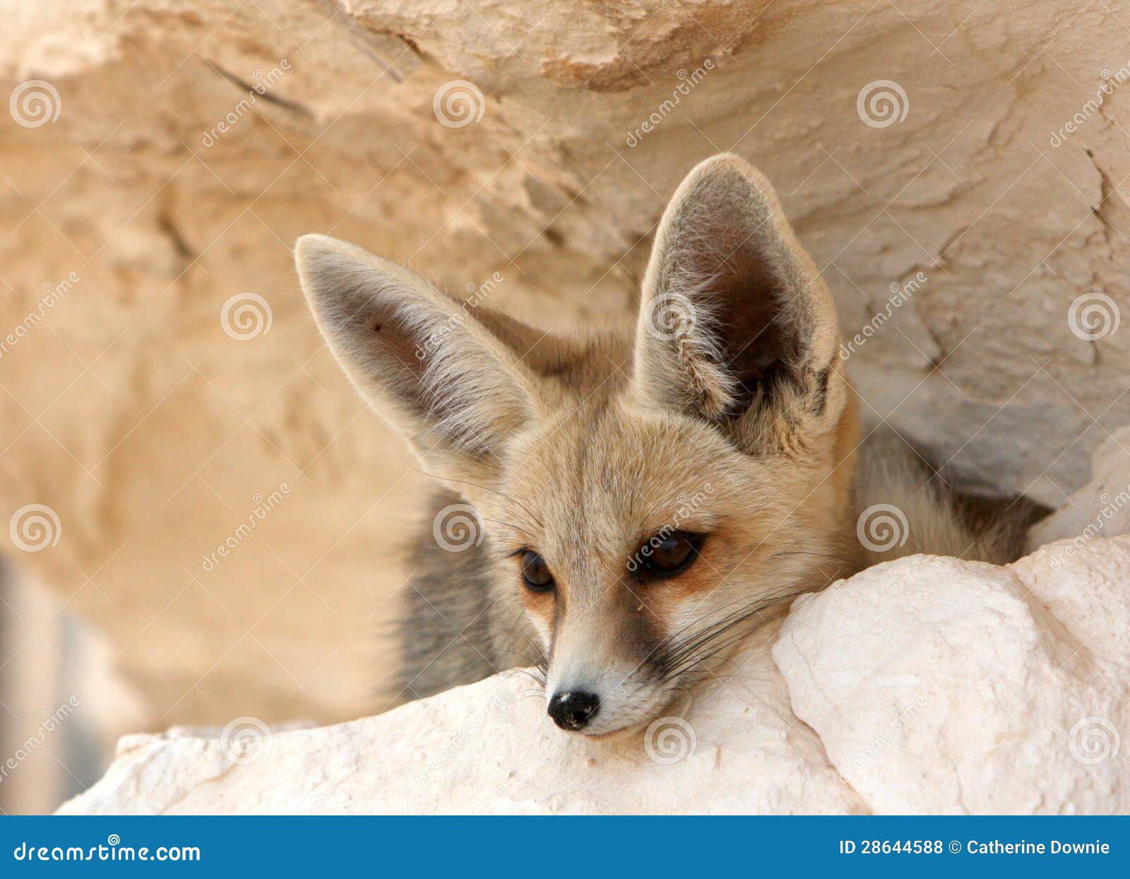 Een Vos Van De Woestijn in Egypte Stock Foto - Image of ecologie, nave ...