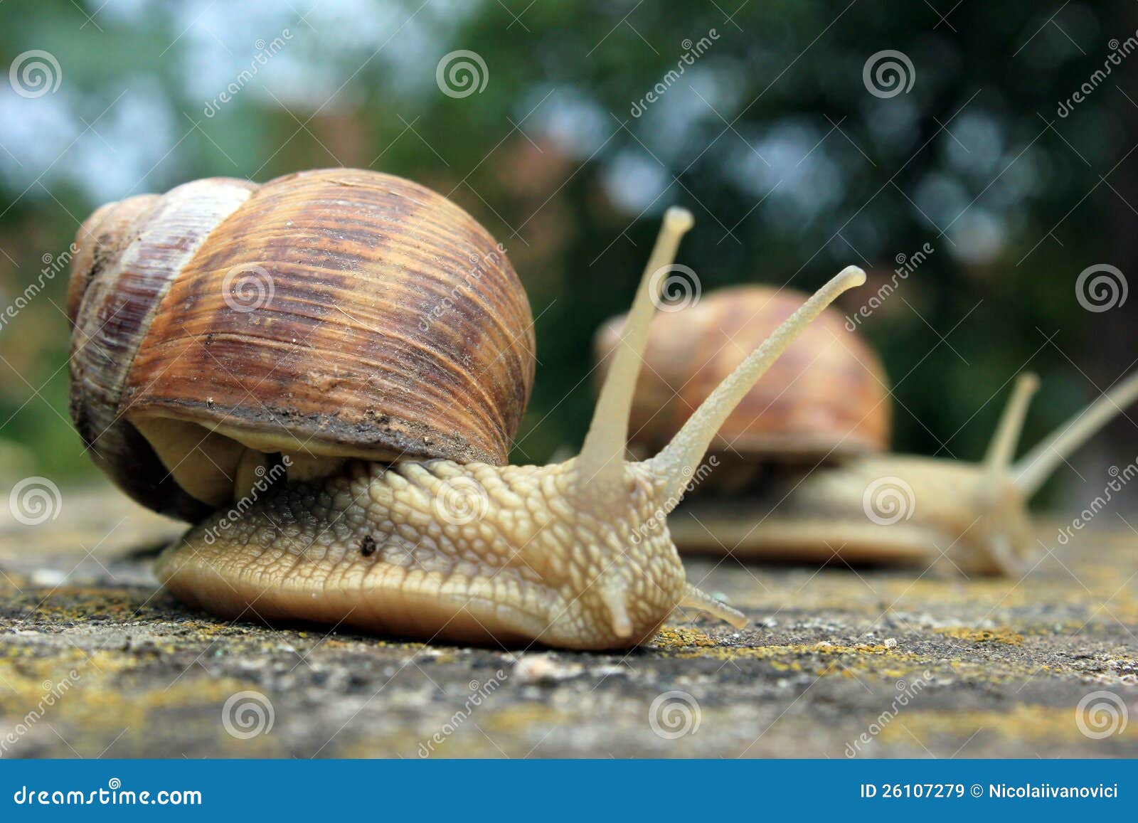 Een weekdier stock afbeelding. Image of klein, slijmerig - 26107279