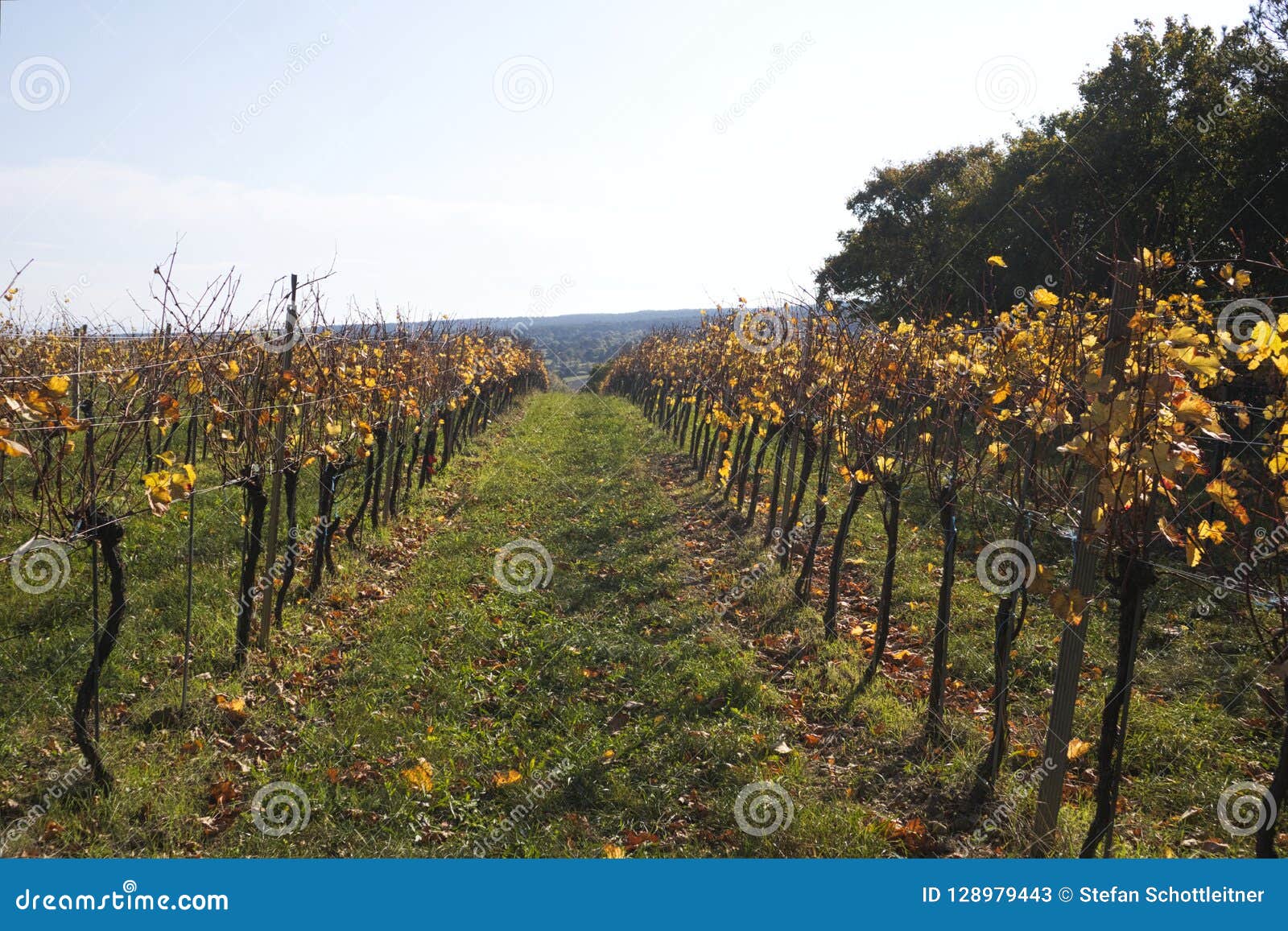 Een Wijnstok Op Een Gebied in De Herfst Stock Afbeelding - Image of ...