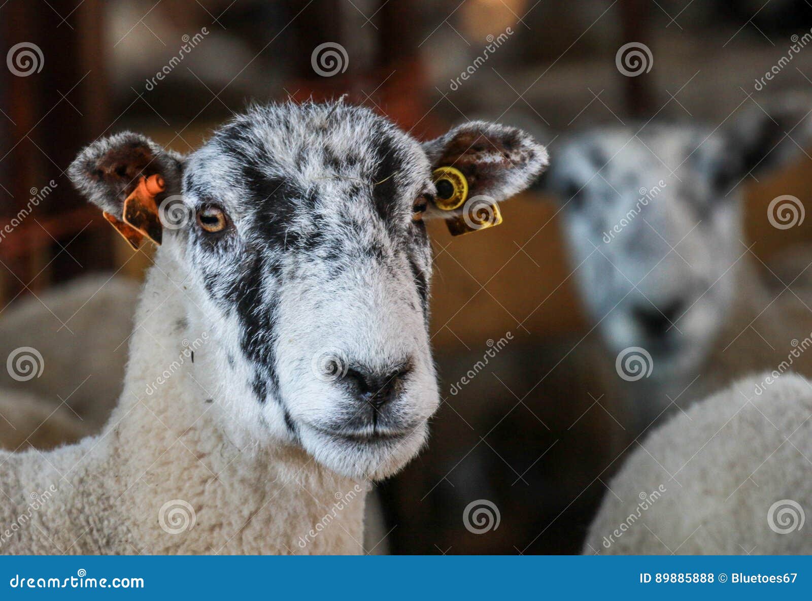 Een Wit Engels Schapen` S Hoofd Stock Foto - Image of schaap, nave ...