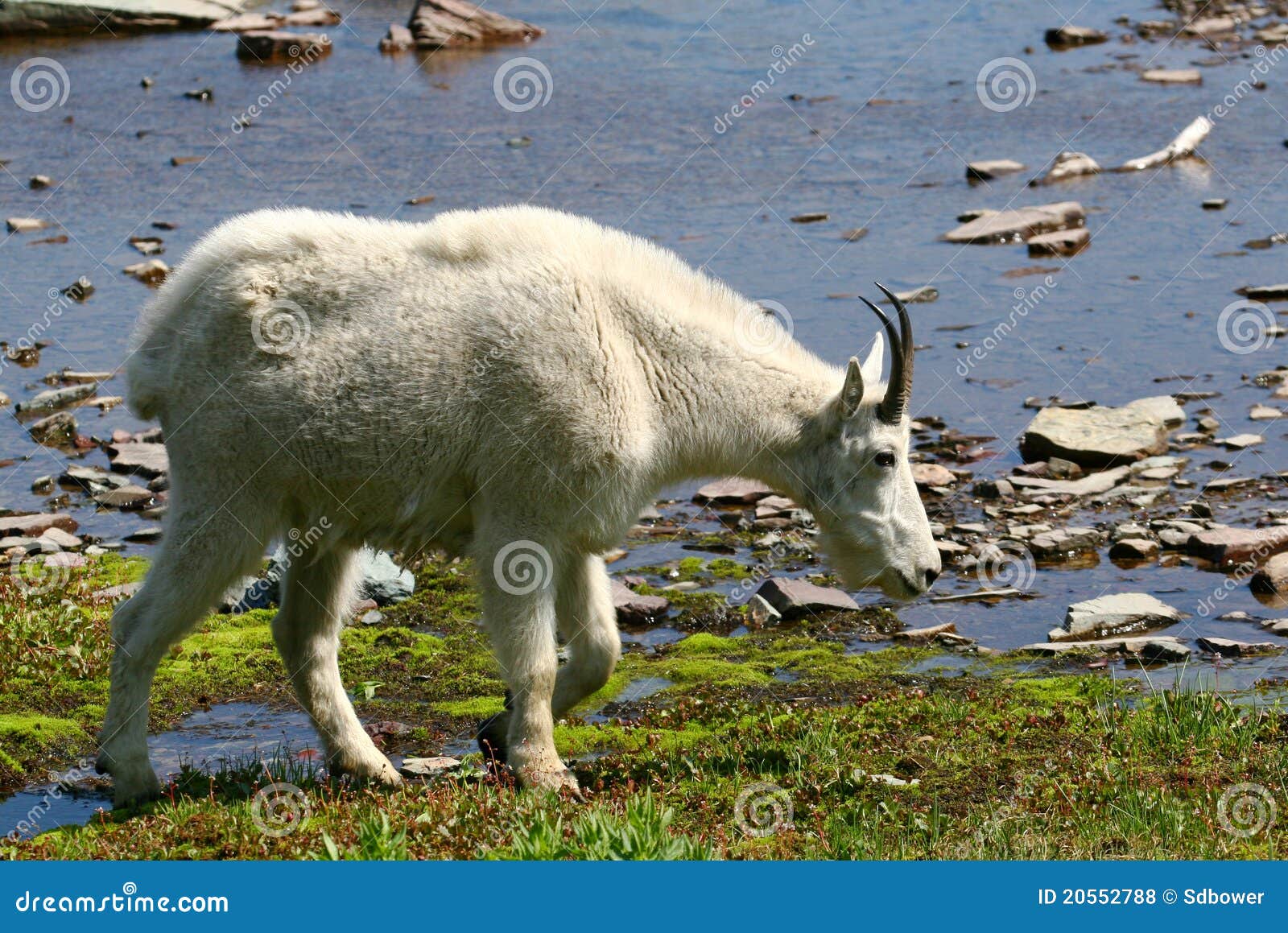 Een Witte Berggeit En Een Ijzig Meer Stock Foto - Image of zoogdier ...
