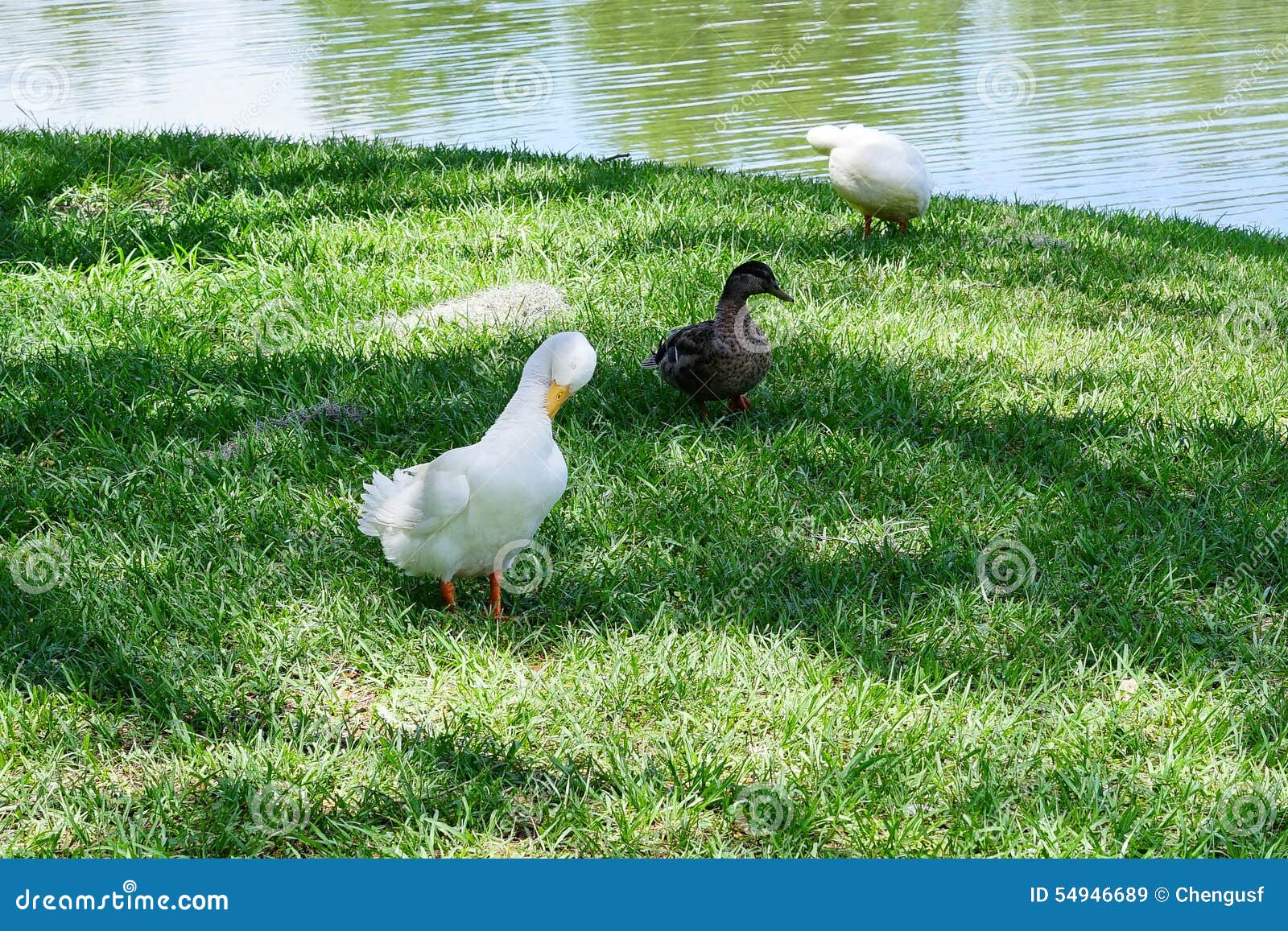 Een Witte Eend is Veer Het Pikken Stock Afbeelding - Image of boerenerf ...