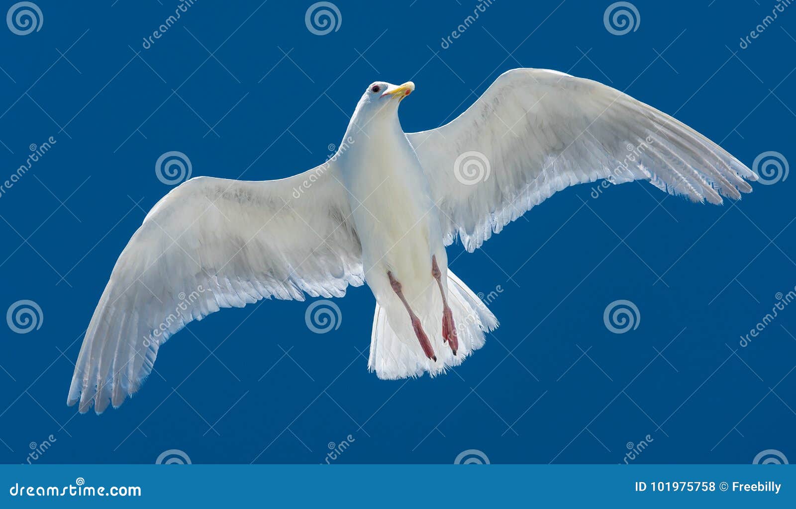 Een Witte Meeuw Die in Hemel Vliegen Stock Foto - Image of fauna ...