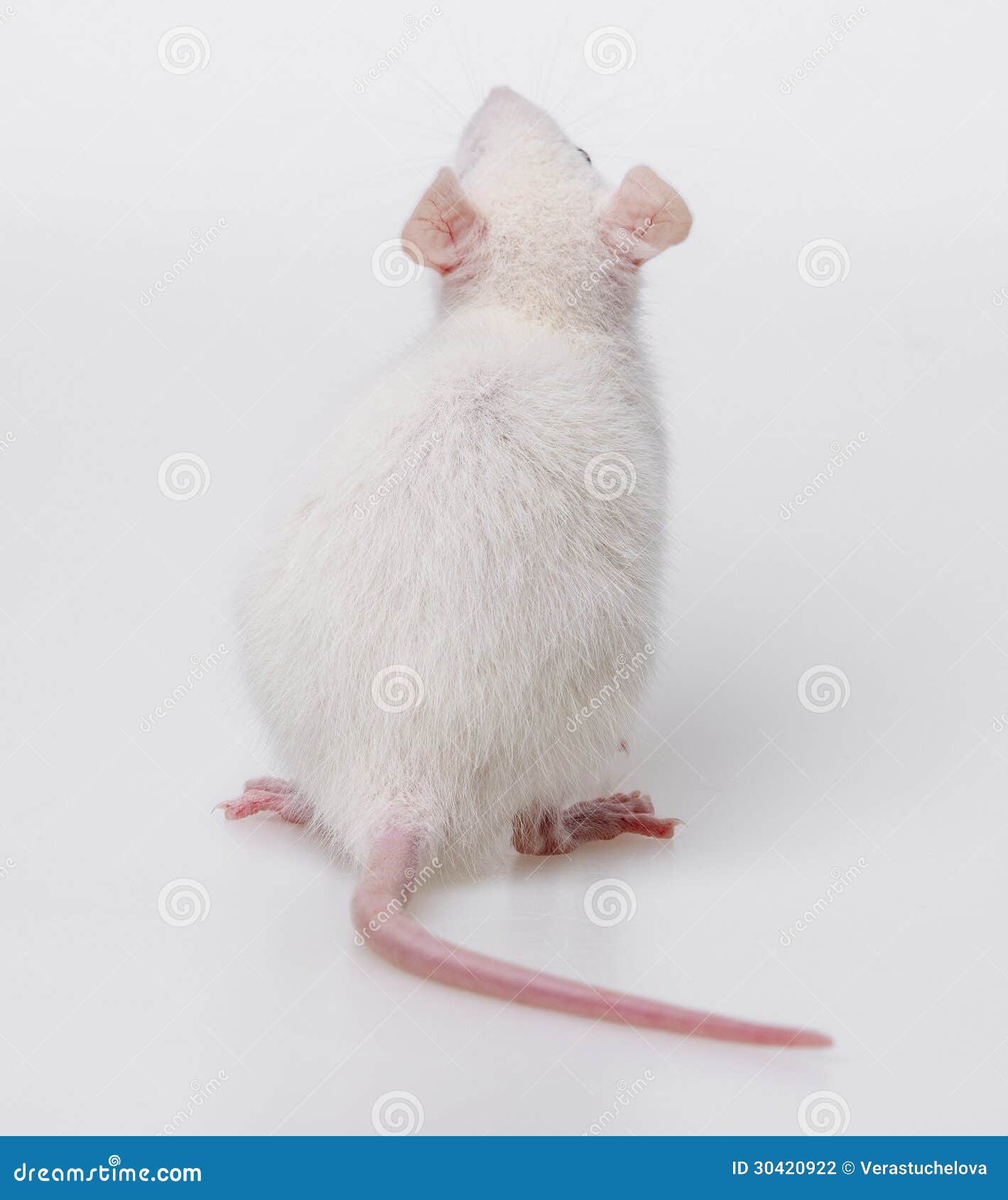 Een witte rat stock foto. Image of bont, brood, grijs - 30420922