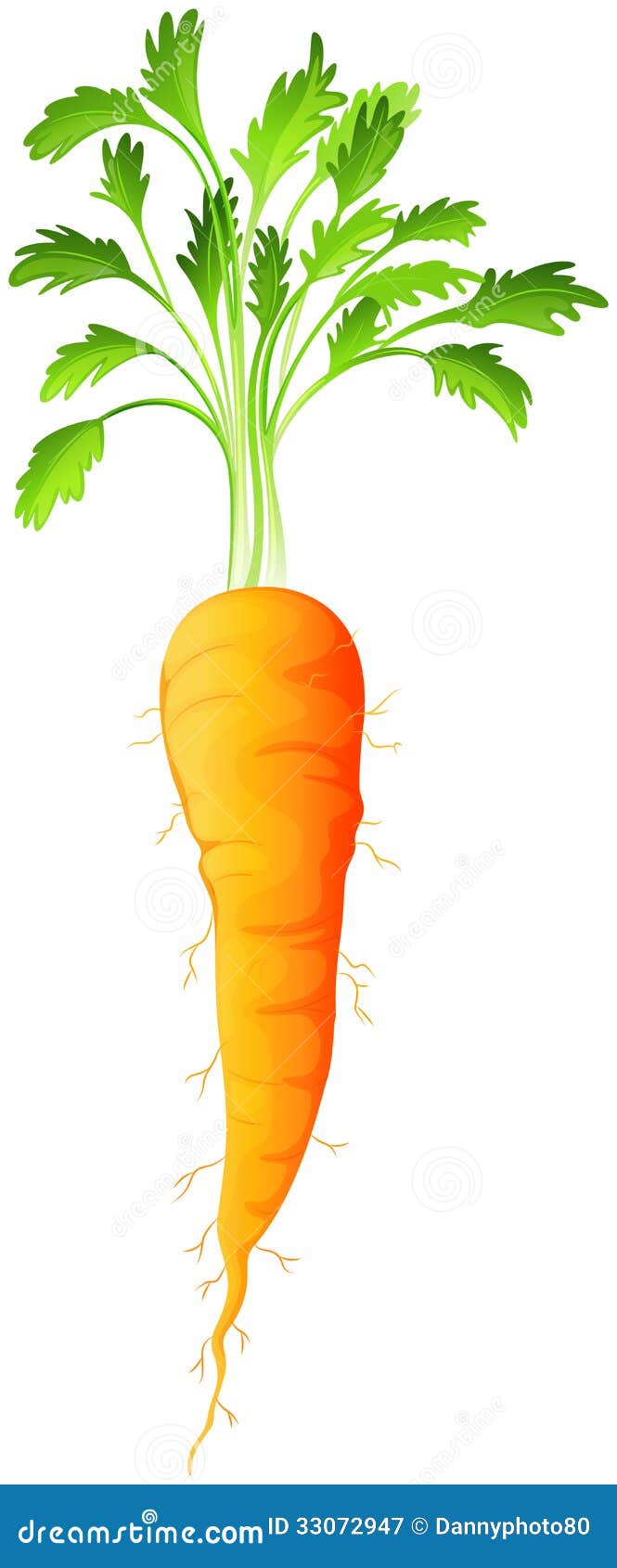 Een wortel vector illustratie. Illustration of groen - 33072947