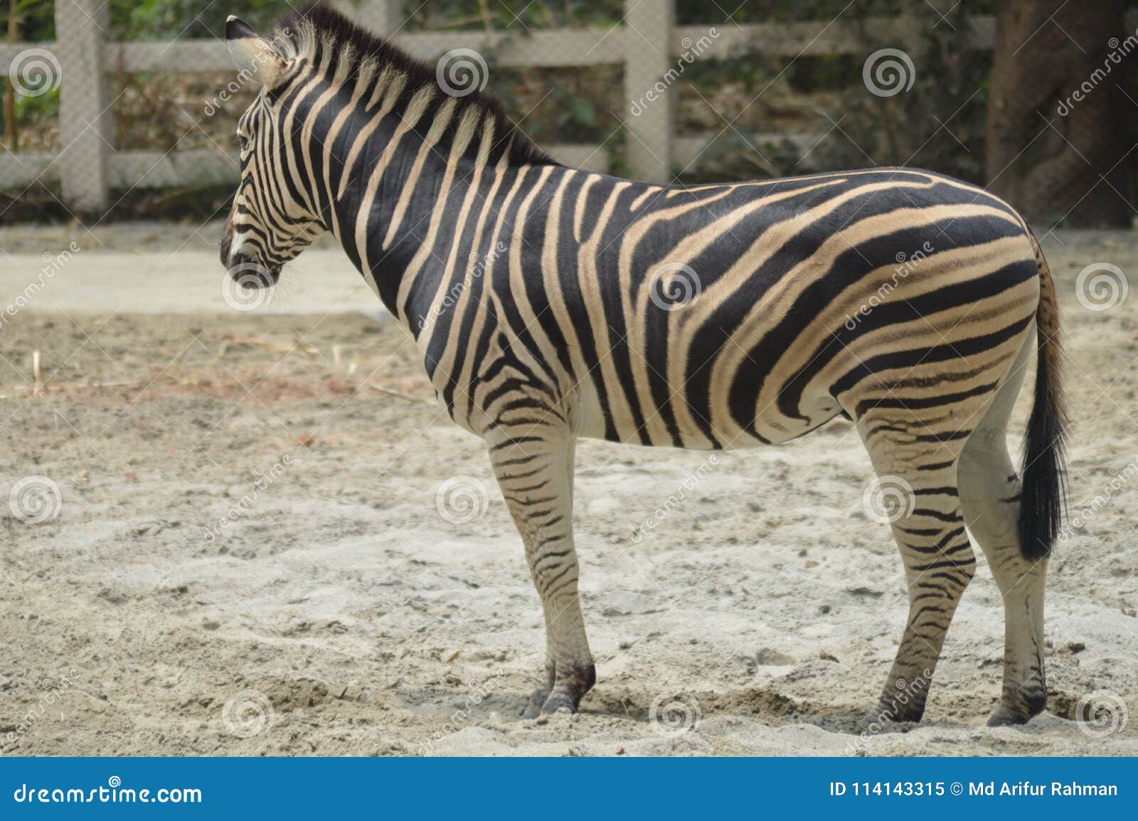 Een zebra stock afbeelding. Image of afrika, gestookt - 114143315
