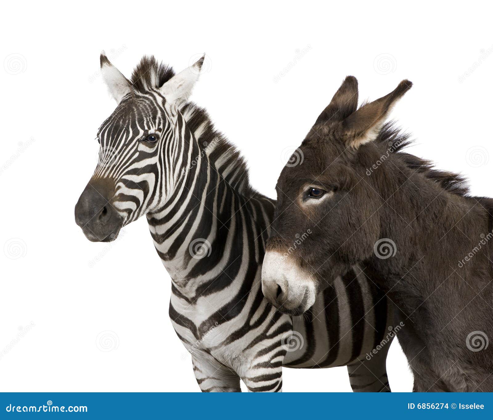 Een Zebra (4 Jaar) En Een Ezel (4 Jaar) Stock Foto - Image of ...