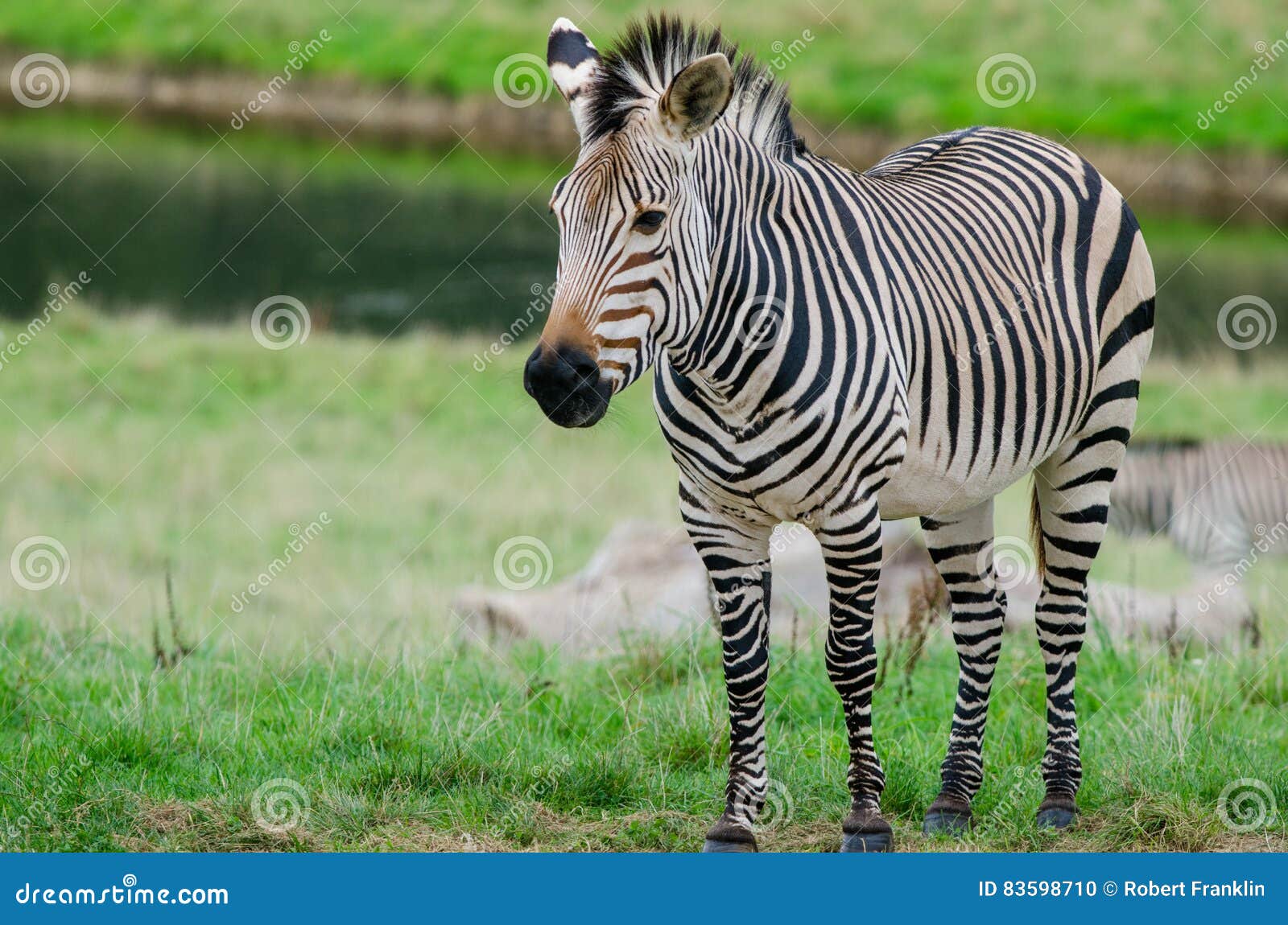 Een Zebra van Grevy ` s stock foto. Image of keizer, gestreept - 83598710