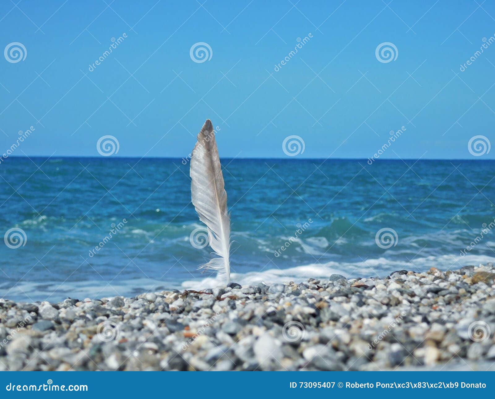 Een Zeemeeuw Verticale Pluim Op Het Strand Stock Afbeelding - Image of ...