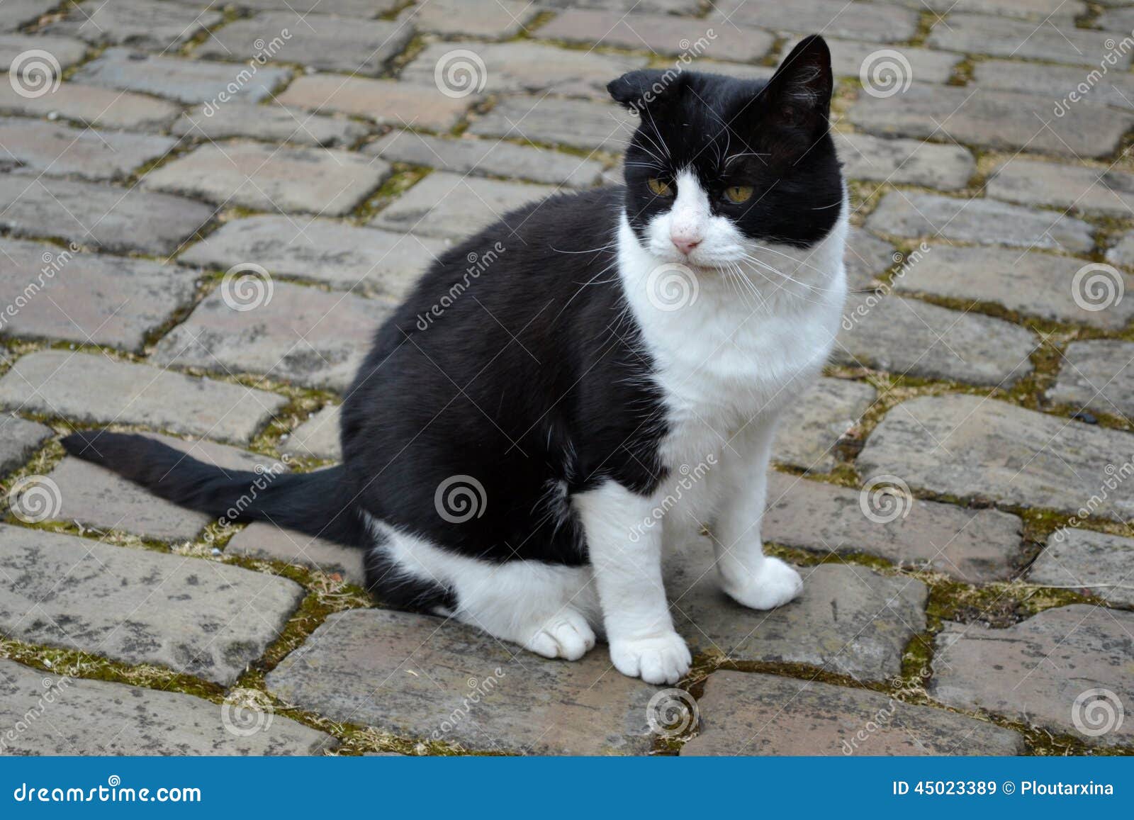 Een zwart-witte kat stock afbeelding. Image of buiten - 45023389