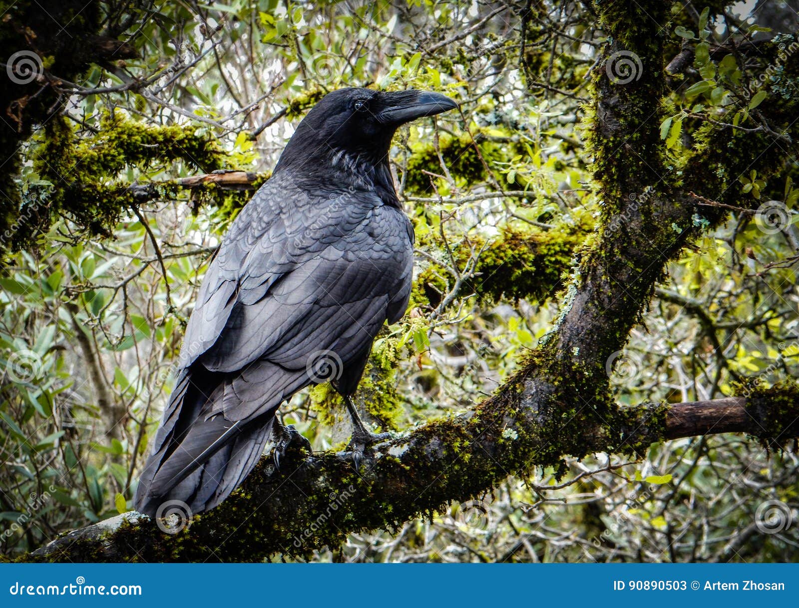 Een zwarte raaf op de boom stock afbeelding. Image of wild - 90890503