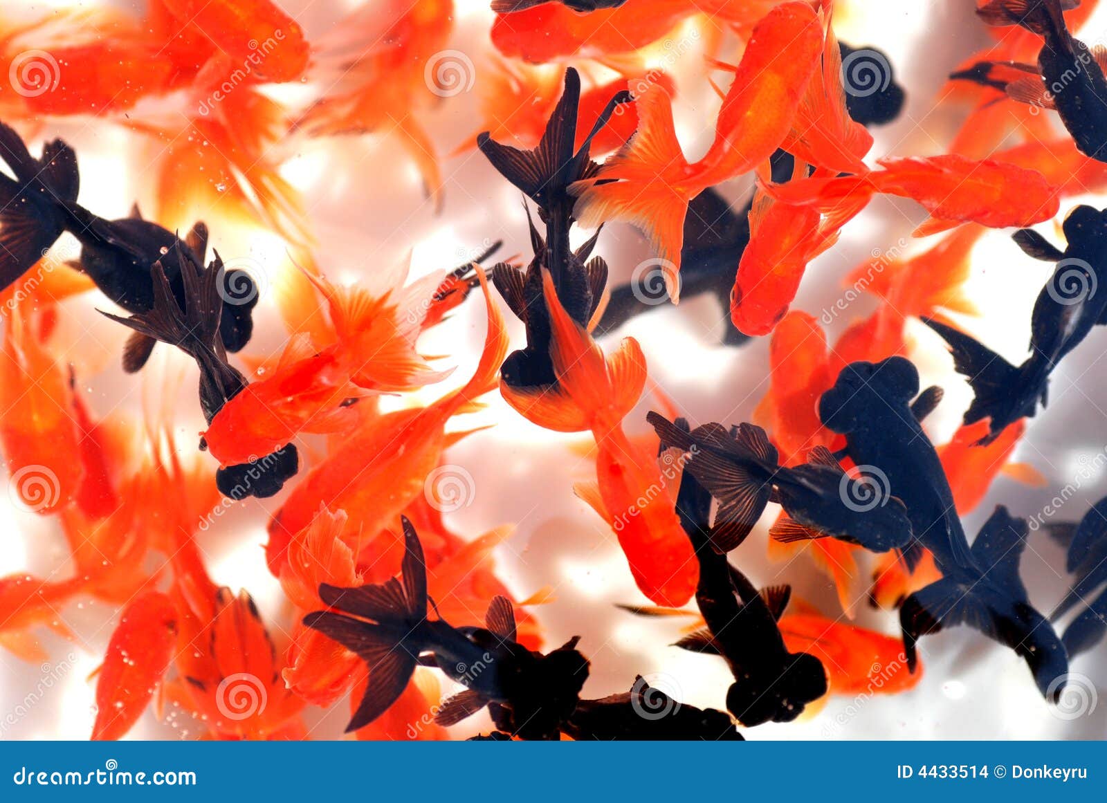 Een Zwerm Van Goudvis Het Zwemmen Stock Foto - Image of kleuren, zwart ...