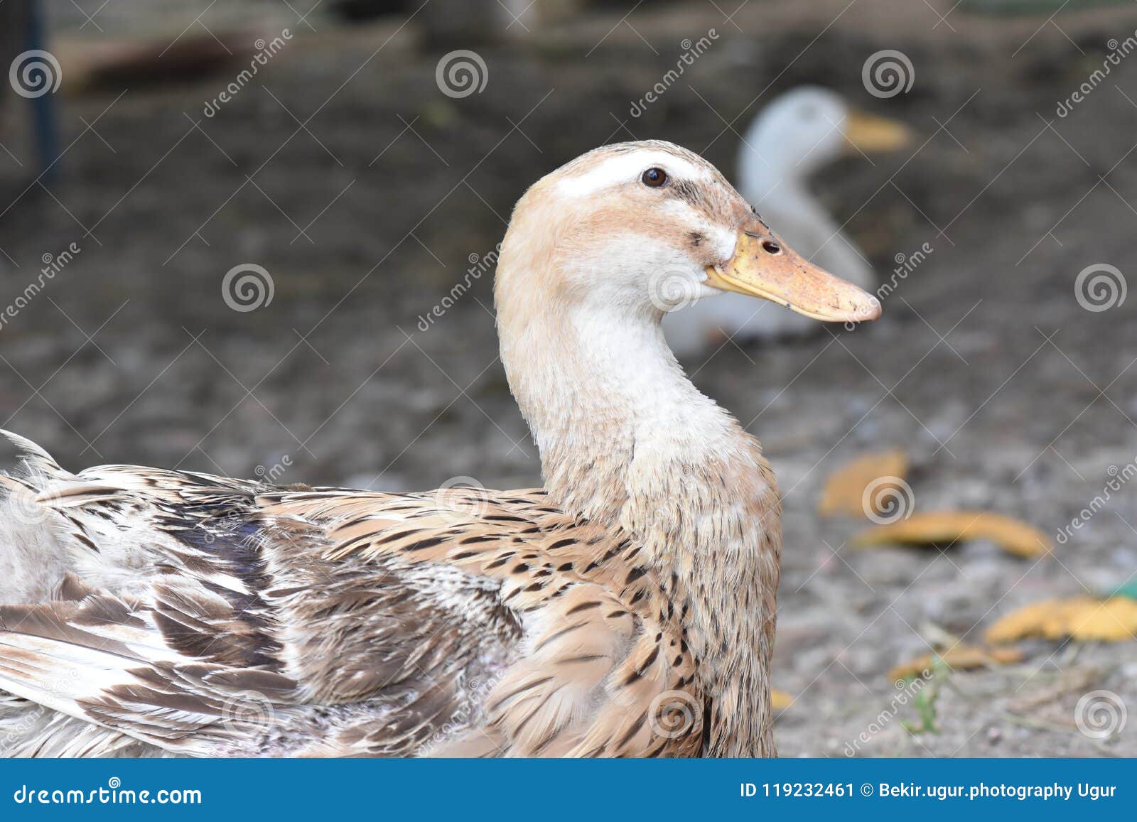 Eend stock afbeelding. Image of voedsel, groen, vogel - 119232461