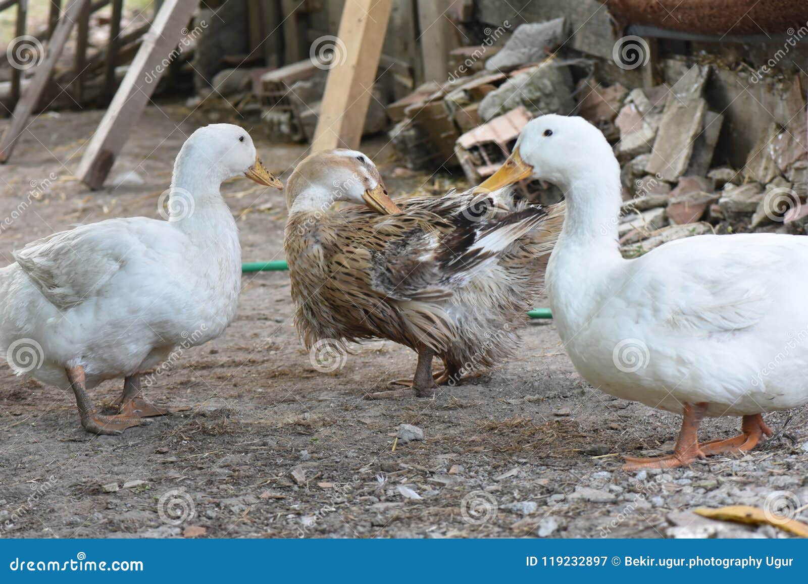 Eend stock afbeelding. Image of sluit, beeld, voedsel - 119232897