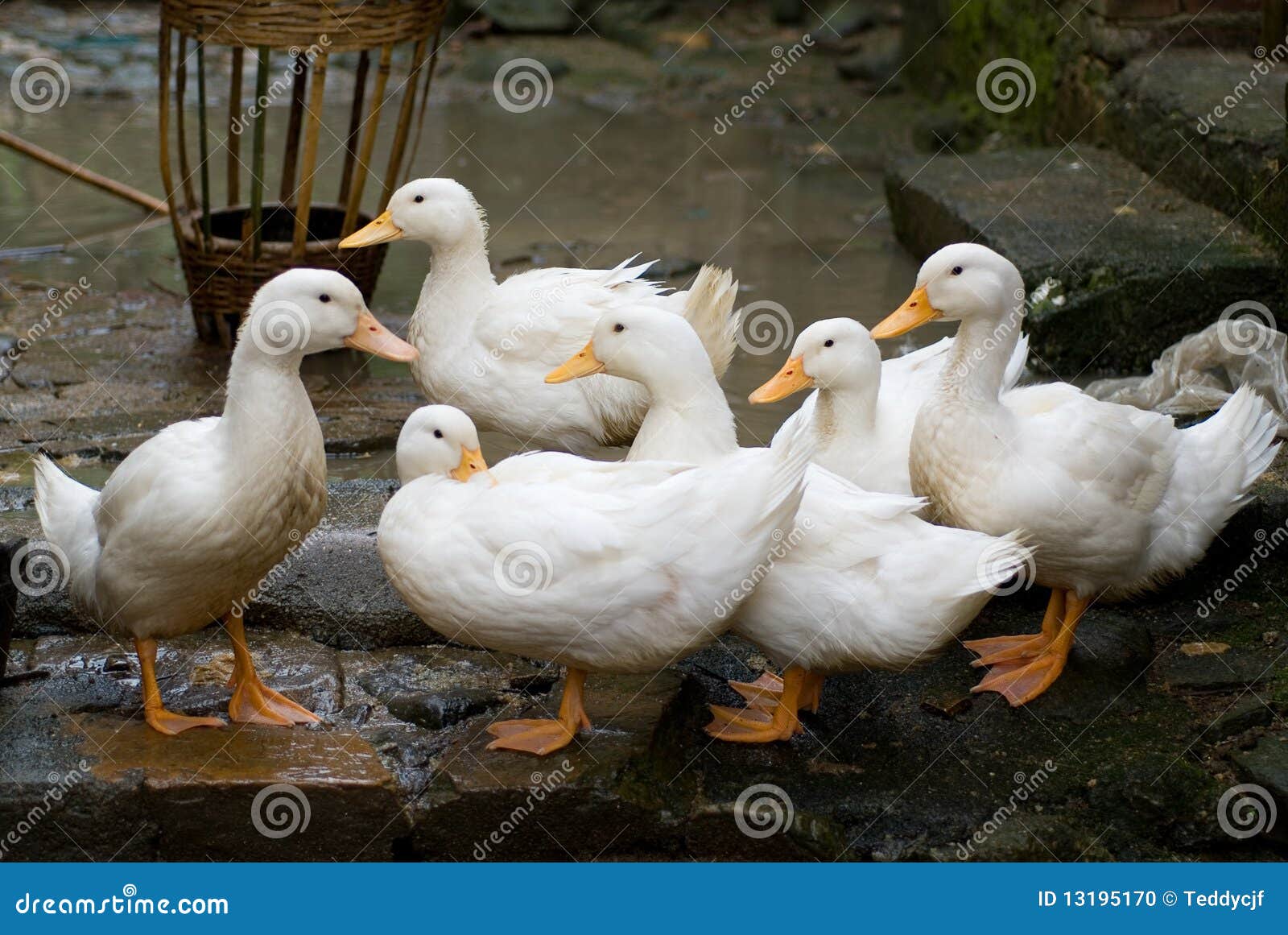 Eend stock foto. Image of voer, dier, water, landbouwbedrijf - 13195170
