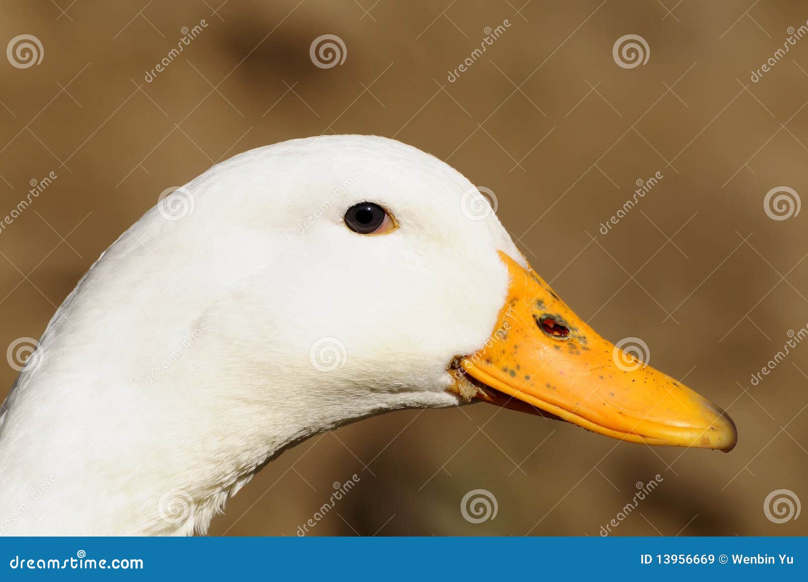 Eend stock afbeelding. Image of ogen, geel, neus, gevogelte - 13956669