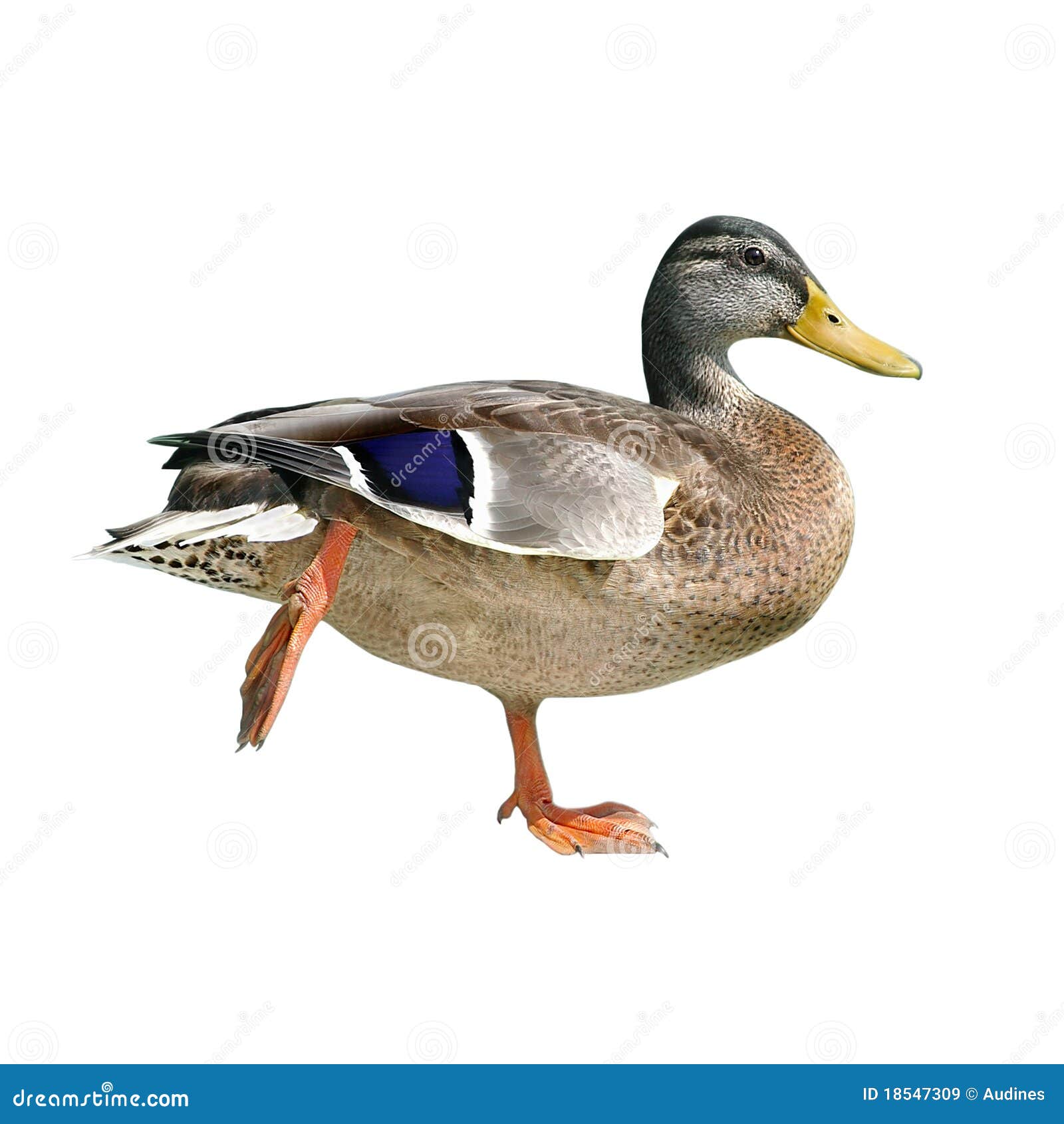 Eend stock afbeelding. Image of vogel, jacht, geïsoleerd - 18547309