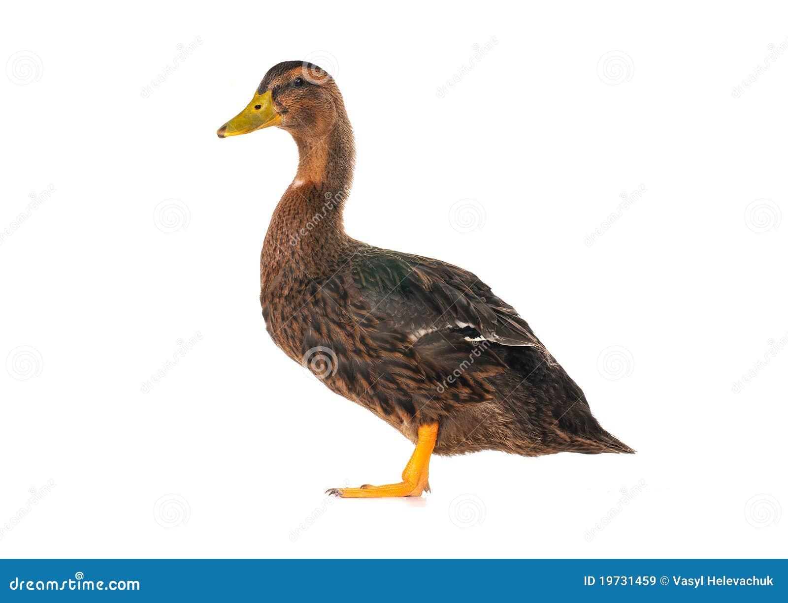 Eend stock afbeelding. Image of achtergrond, nave, één - 19731459