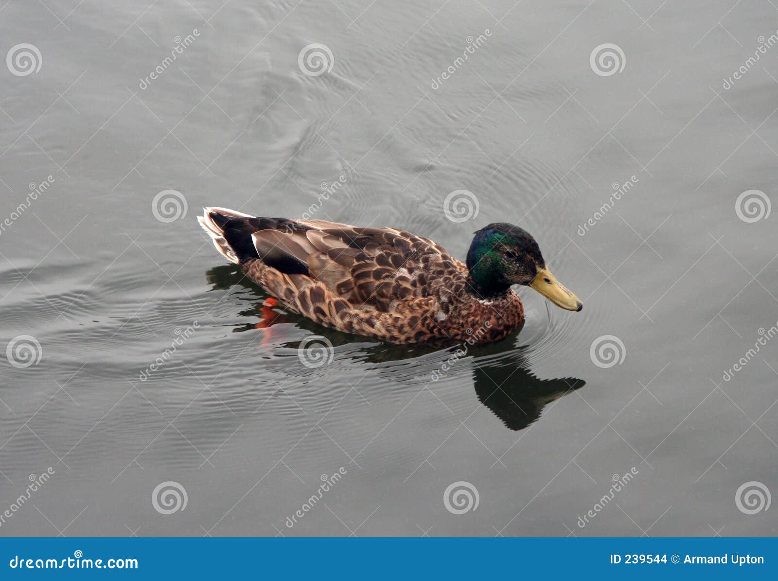 Eend stock foto. Image of dieren, wild, water, vijver, meer - 239544