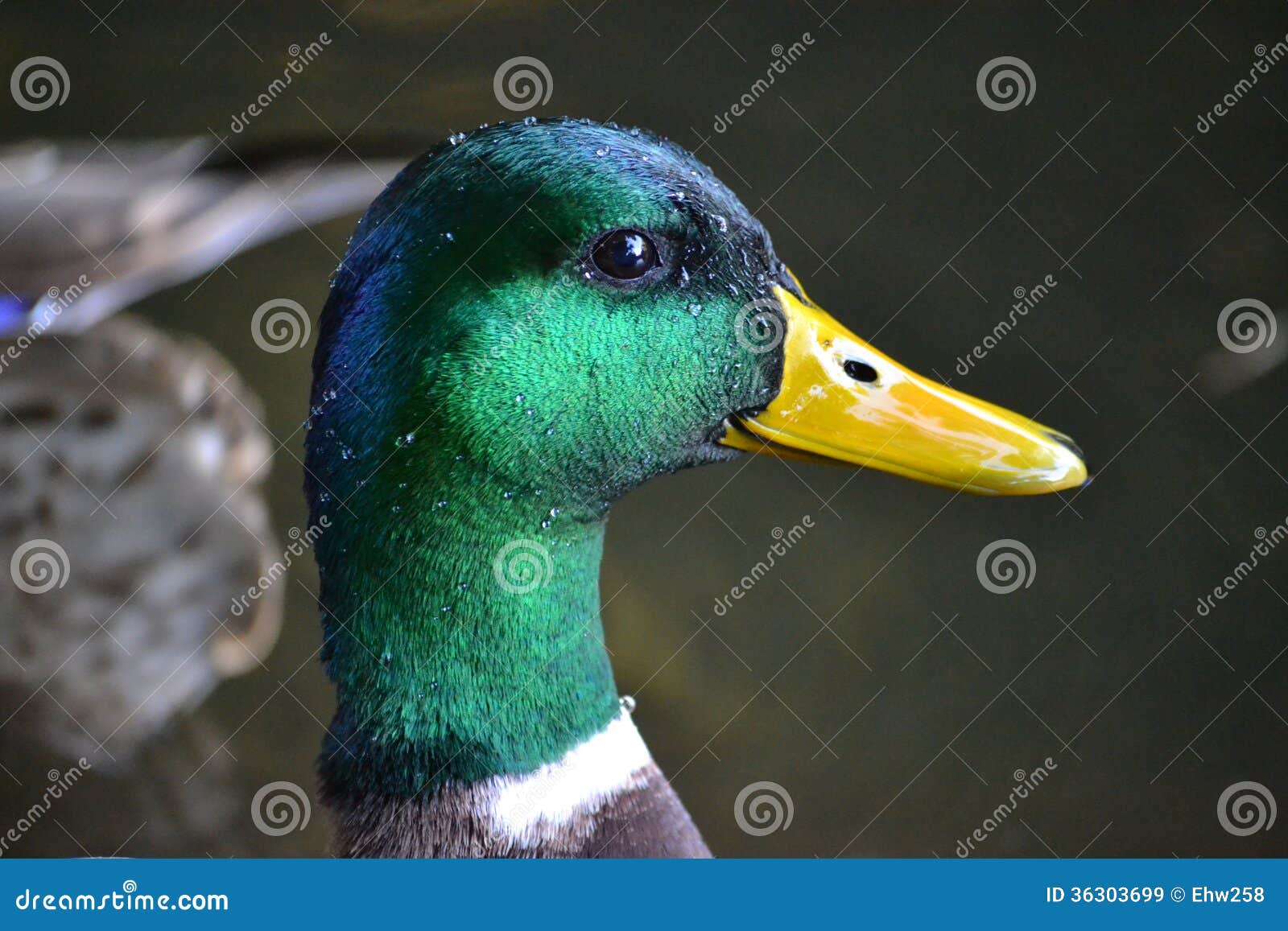 Eend stock afbeelding. Image of sluit, geel, nave, groen - 36303699