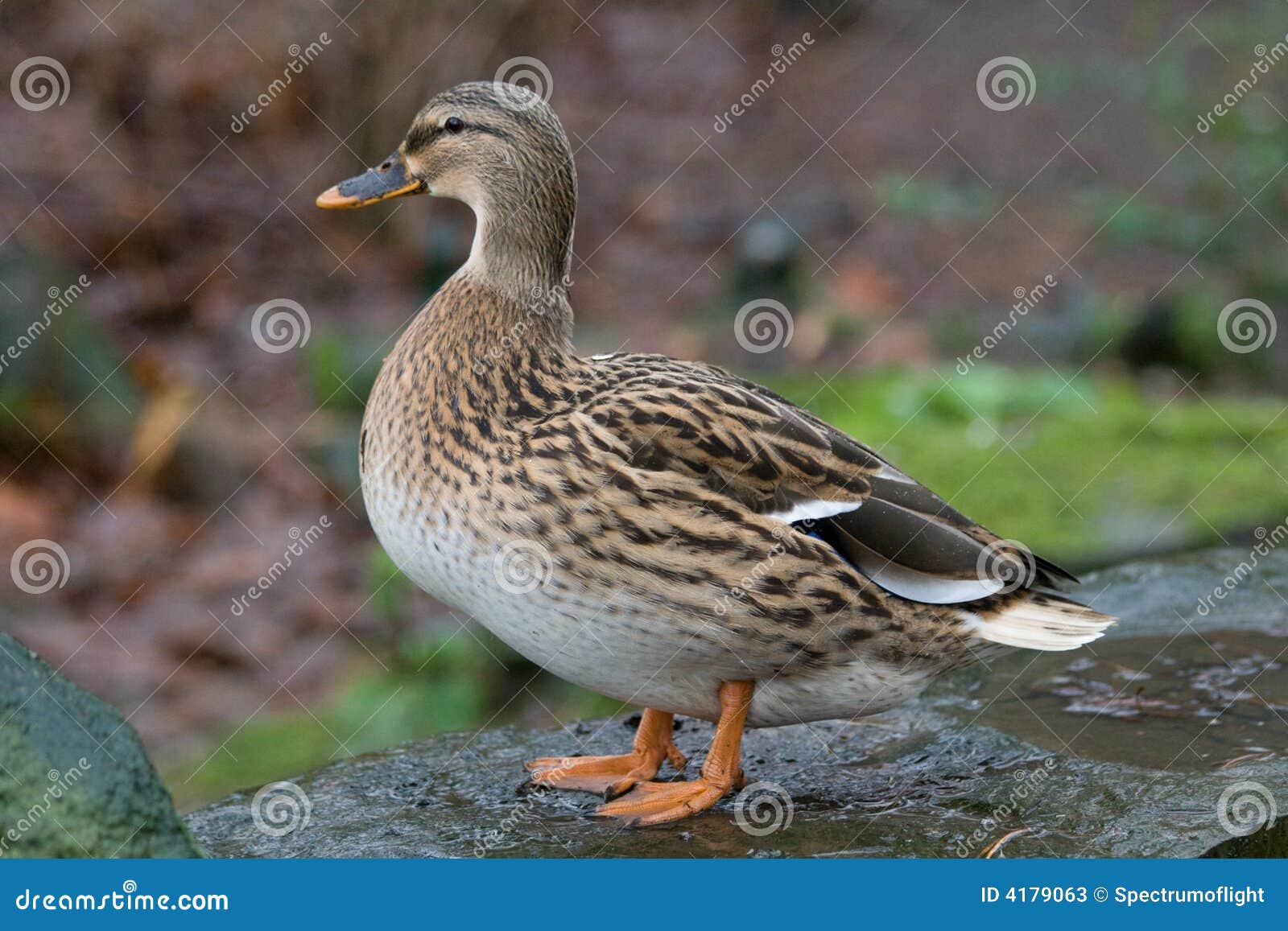 Eend stock afbeelding. Image of draak, eenden, eend, vogels - 4179063