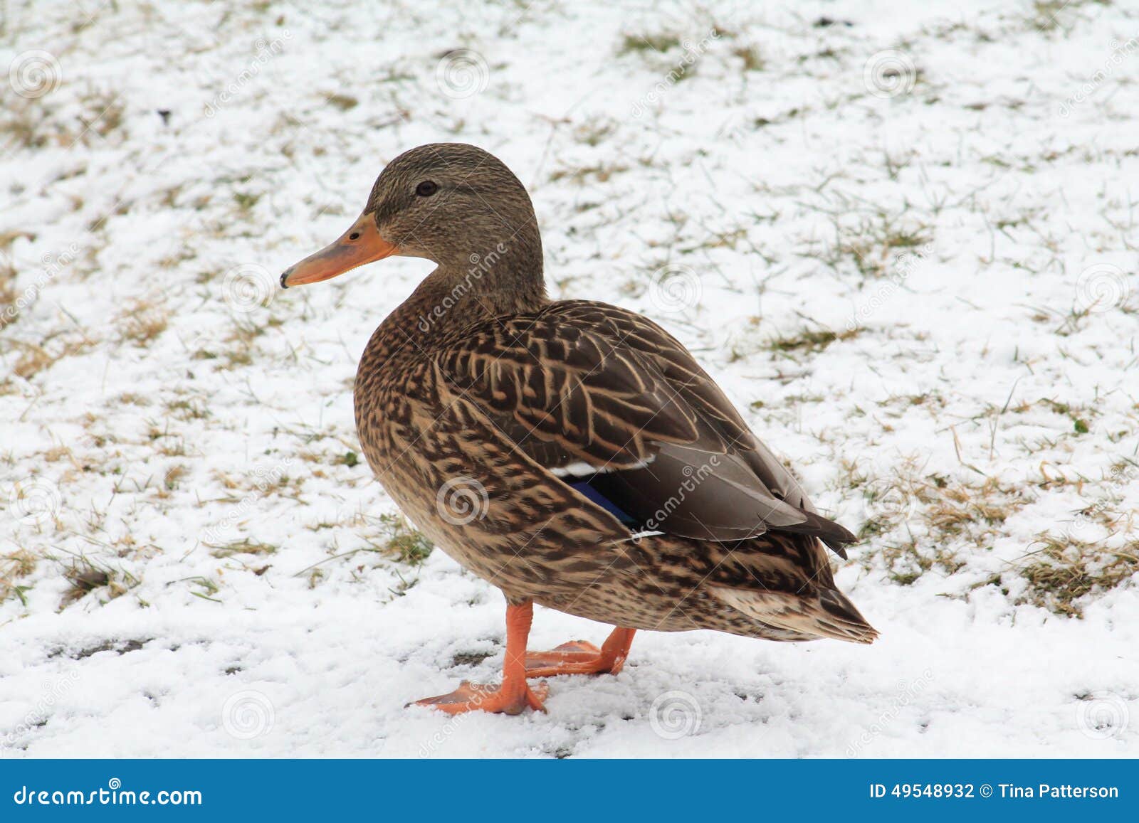 Eend stock foto. Image of veren, landbouwbedrijf, dieren - 49548932