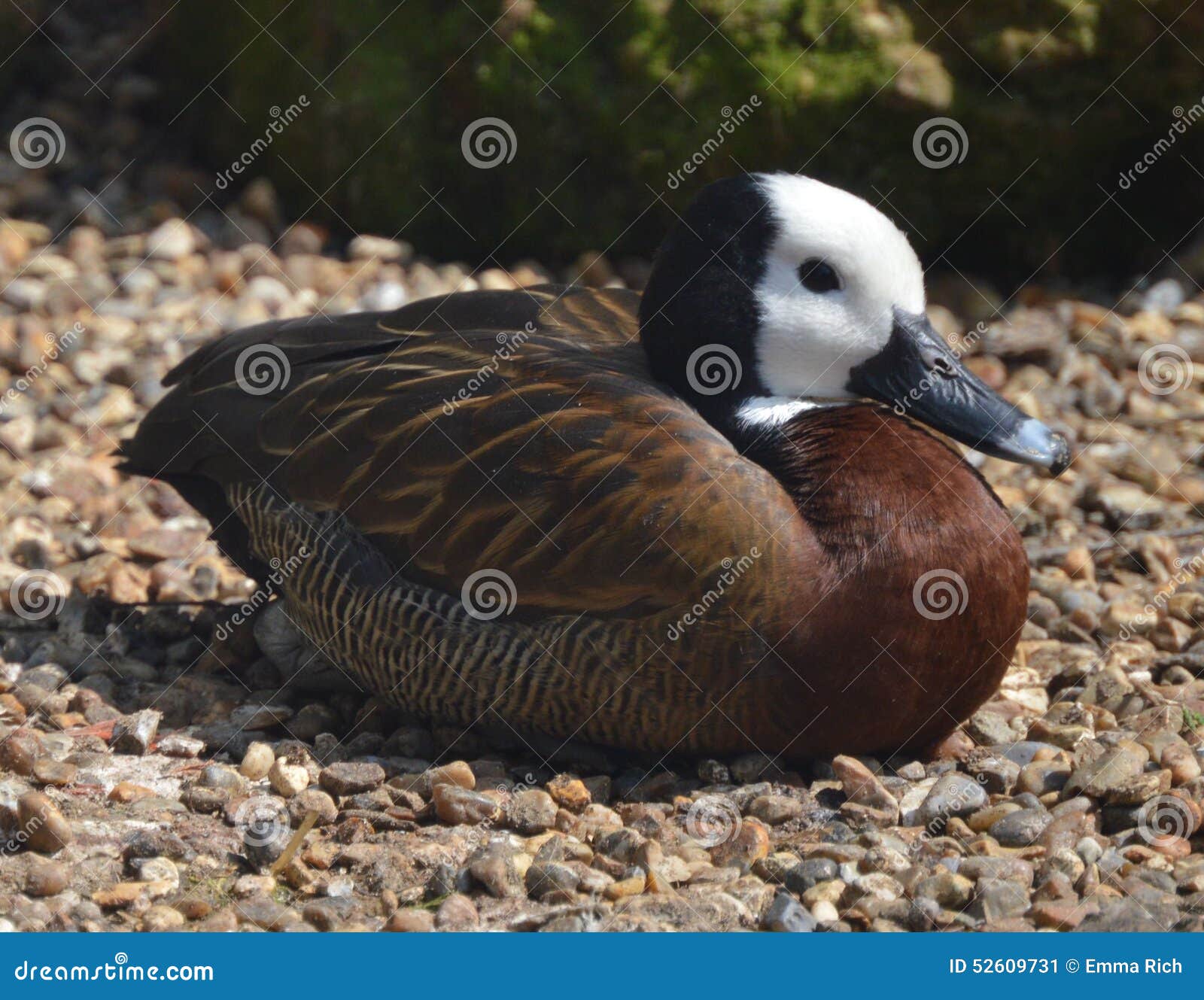 Eend stock afbeelding. Image of leuk, zoogdier, dierentuin - 52609731