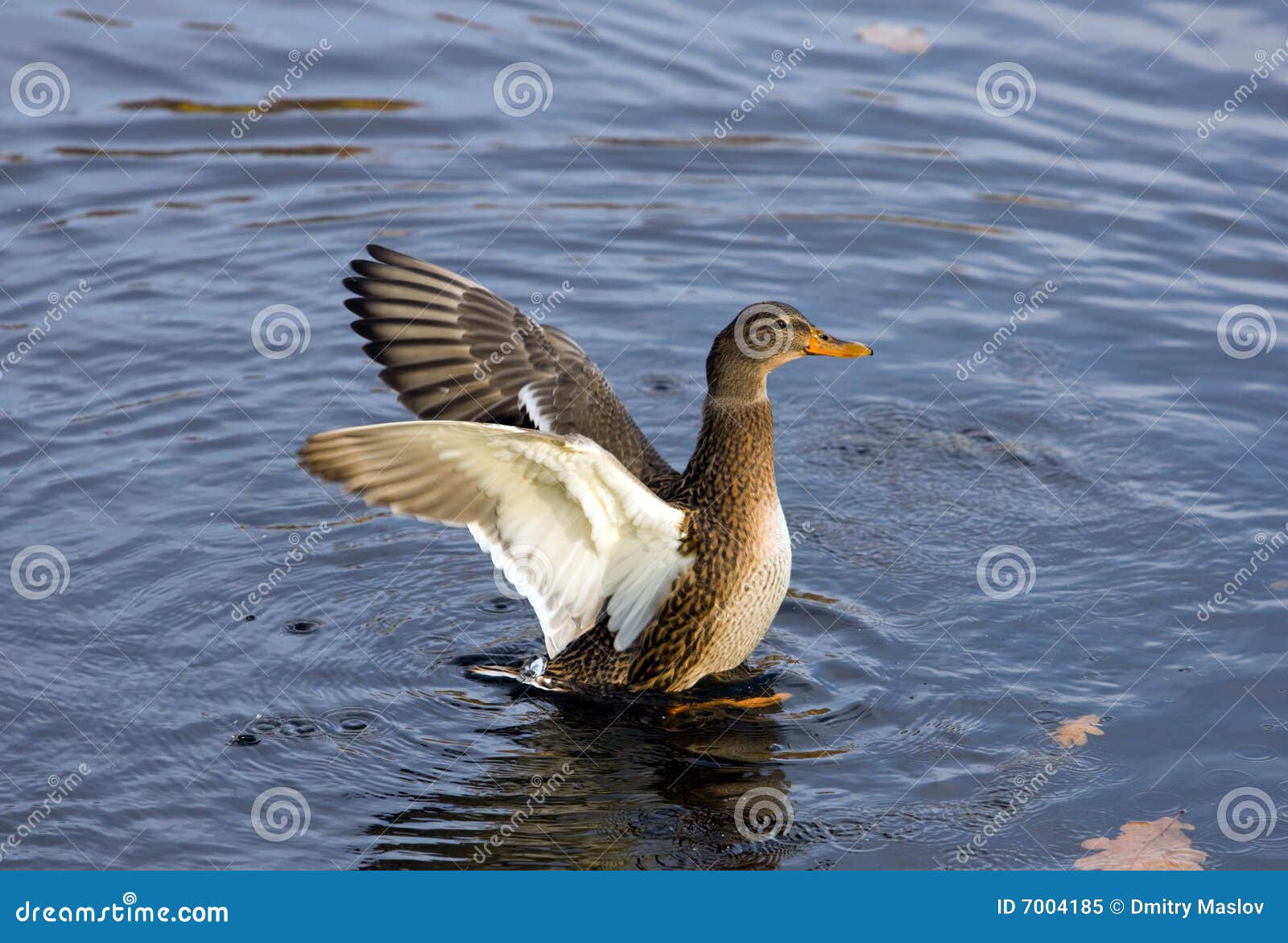 Eend stock afbeelding. Image of vogels, schoonheid, wild - 7004185