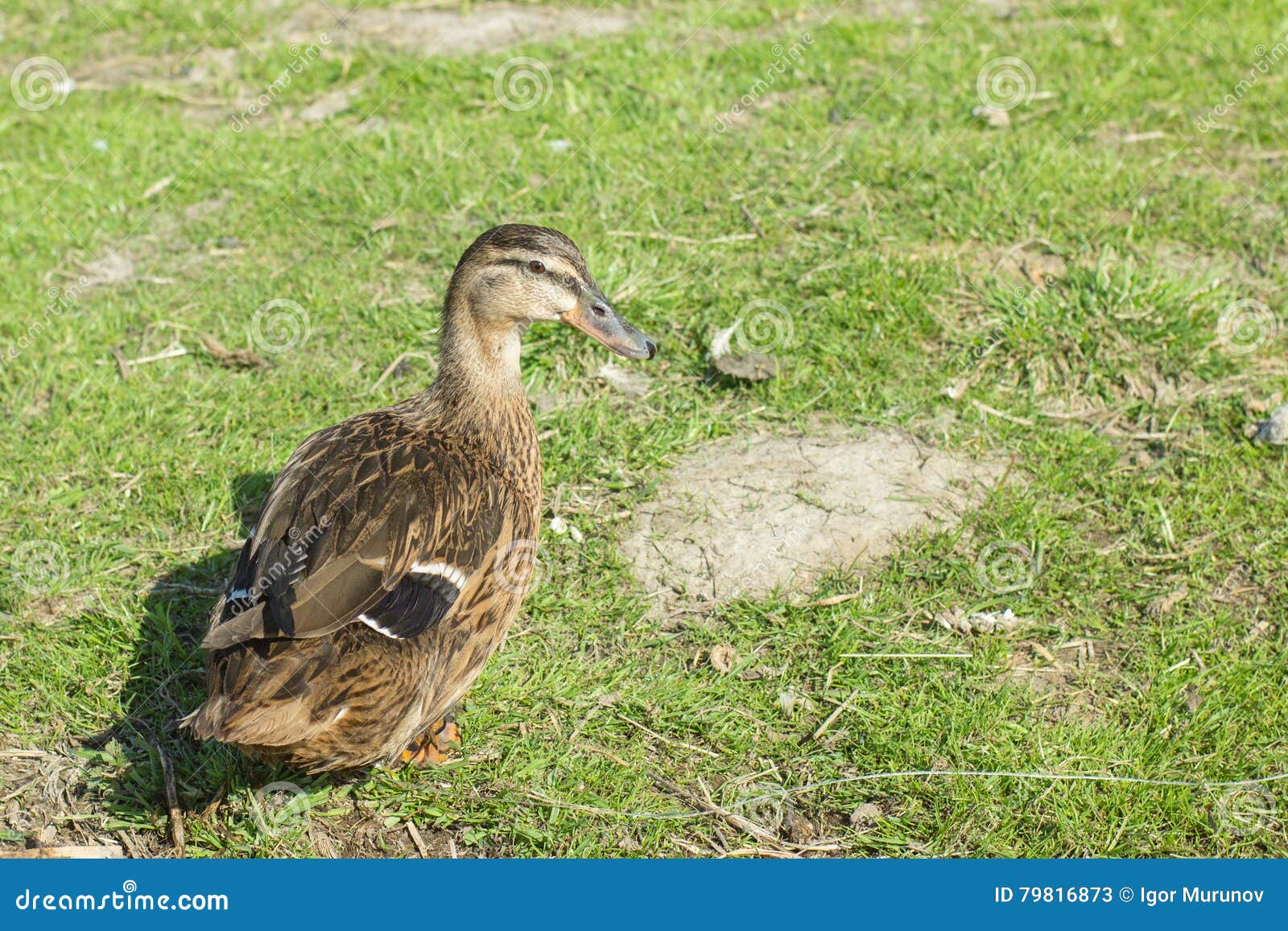Eend stock afbeelding. Image of eend, vogels, nesten - 79816873