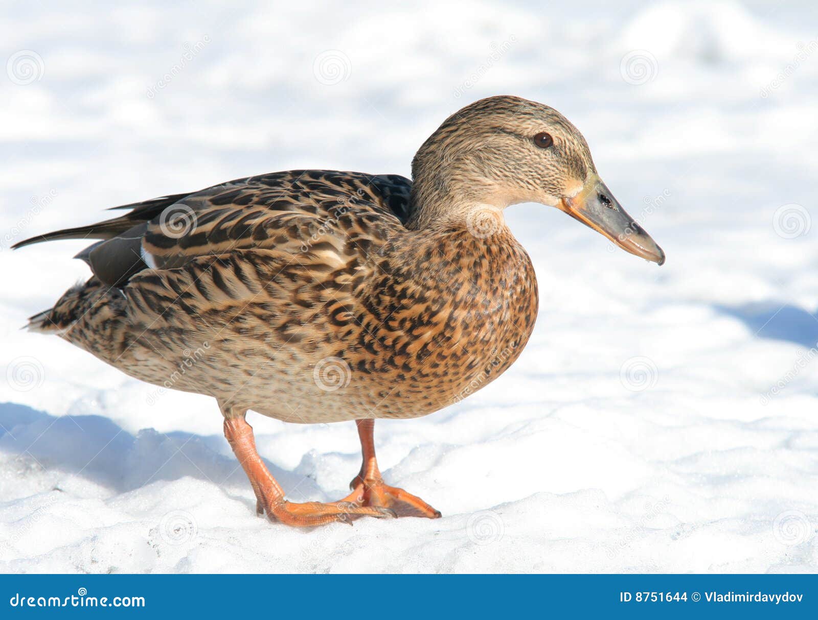 Eend stock foto. Image of eenzaamheid, veer, webbed, winter - 8751644