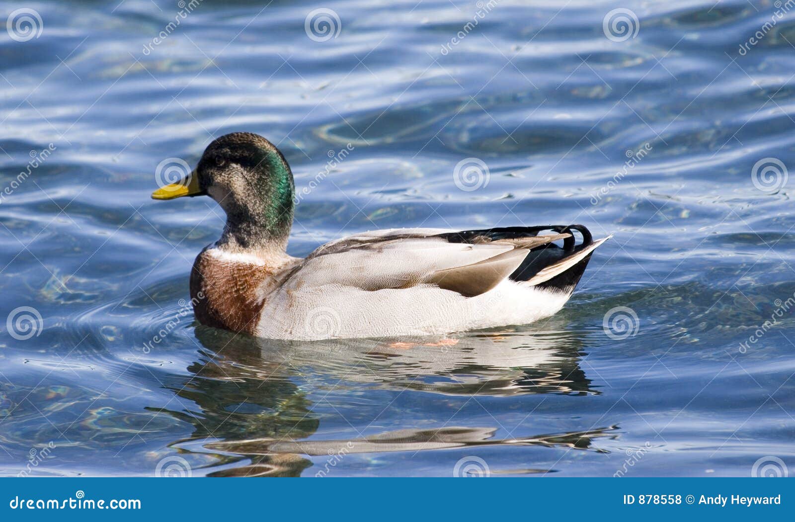Eend stock foto. Image of water, eend, veer, zeeland, kwakzalvers - 878558