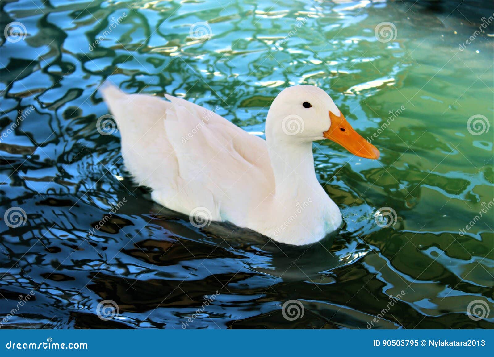 Eend stock afbeelding. Image of ogen, onderaan, lichaam - 90503795