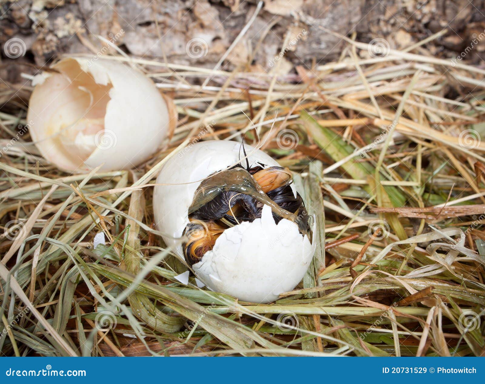 Eend die uit ei piept stock afbeelding. Image of jong - 20731529