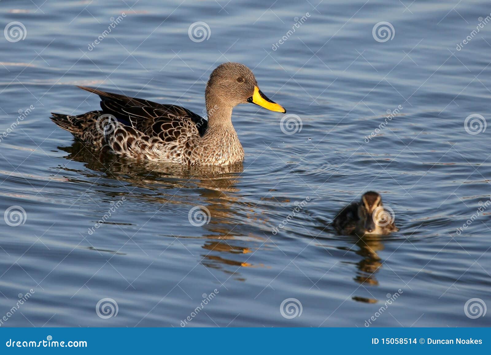 Eend en Eendje stock foto. Image of wild, veer, kuiken - 15058514
