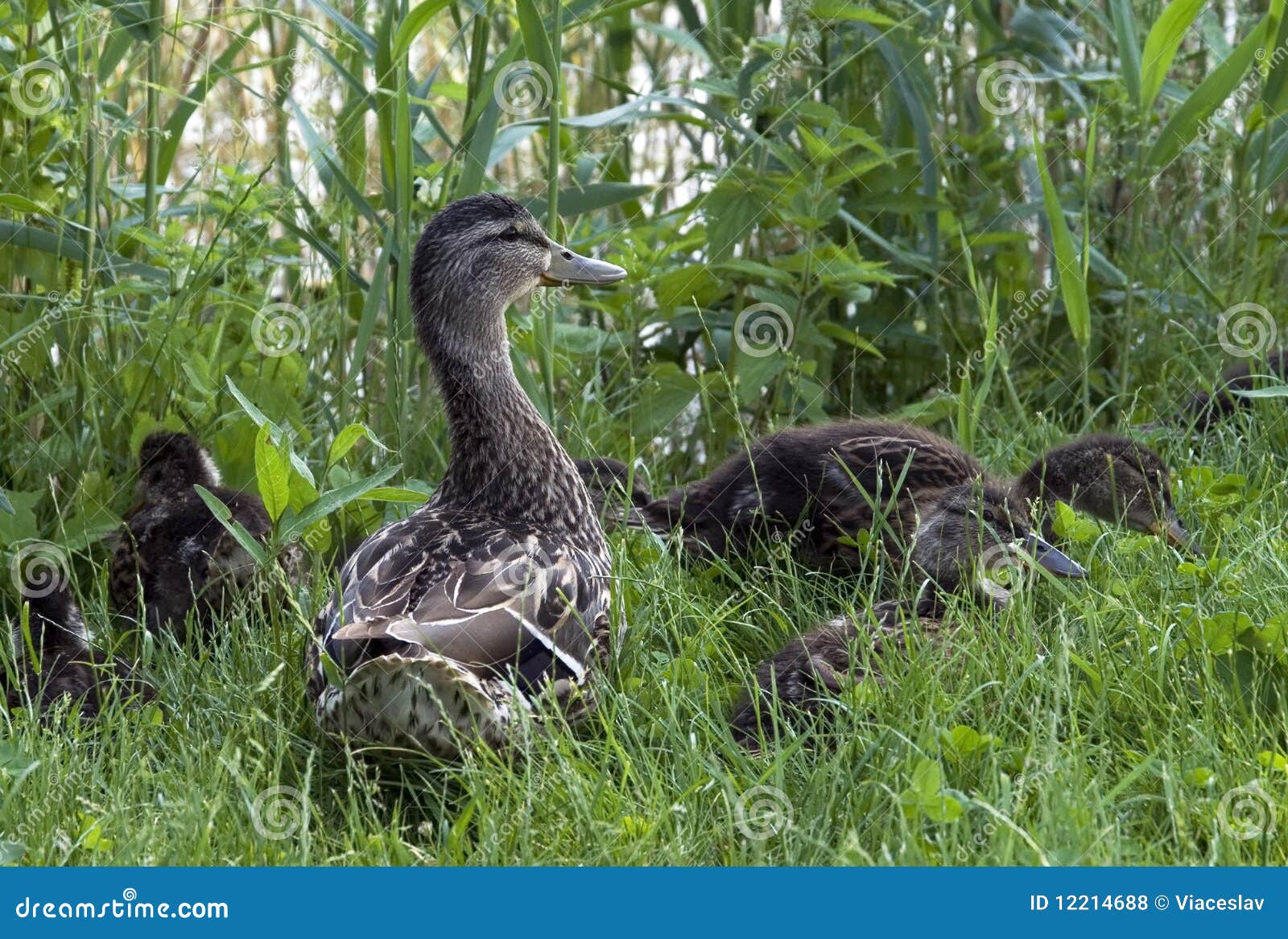 Eend en eendjes stock foto. Image of groen, eendje, vleugel - 12214688
