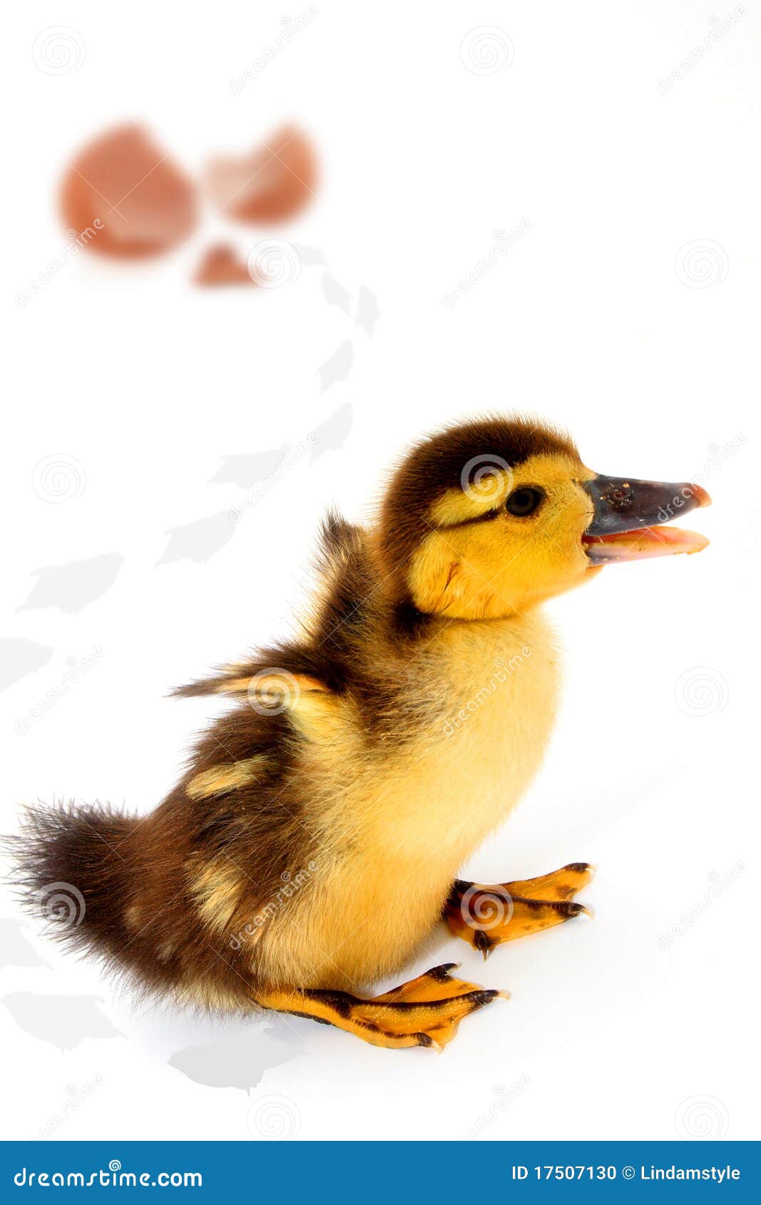 Eend en ei stock foto. Image of leuk, leven, landbouwbedrijf - 17507130