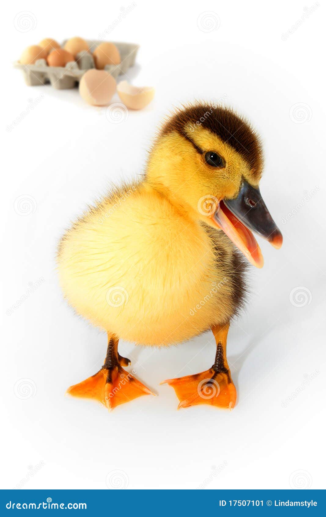 Eend en eieren stock afbeelding. Image of landbouwbedrijf - 17507101