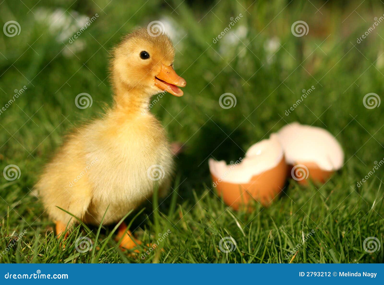 Eend en Gebroken Ei stock foto. Image of nieuwsgierig - 2793212