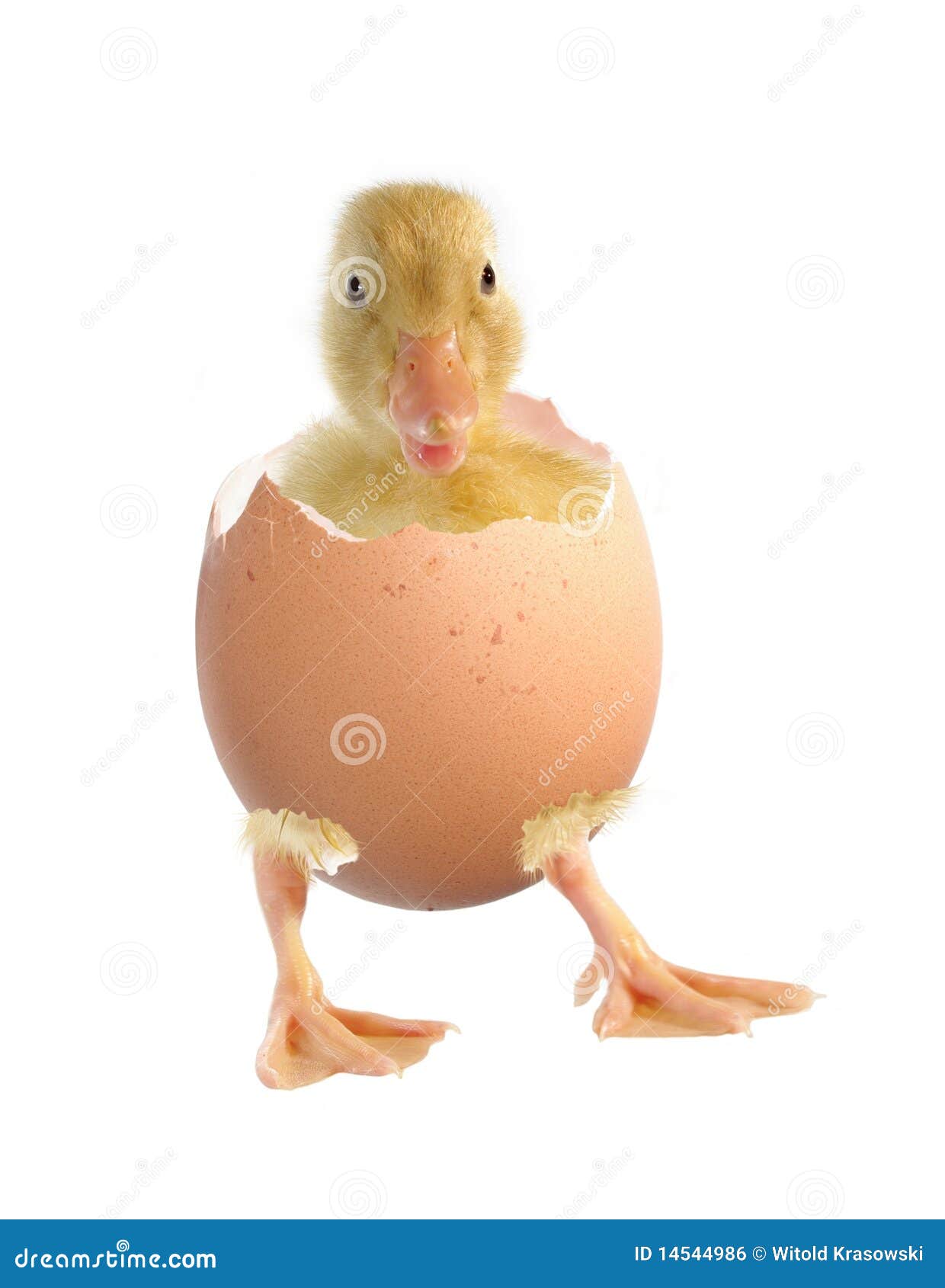 Eend en shell van ei stock foto. Image of onervaren, schelp - 14544986