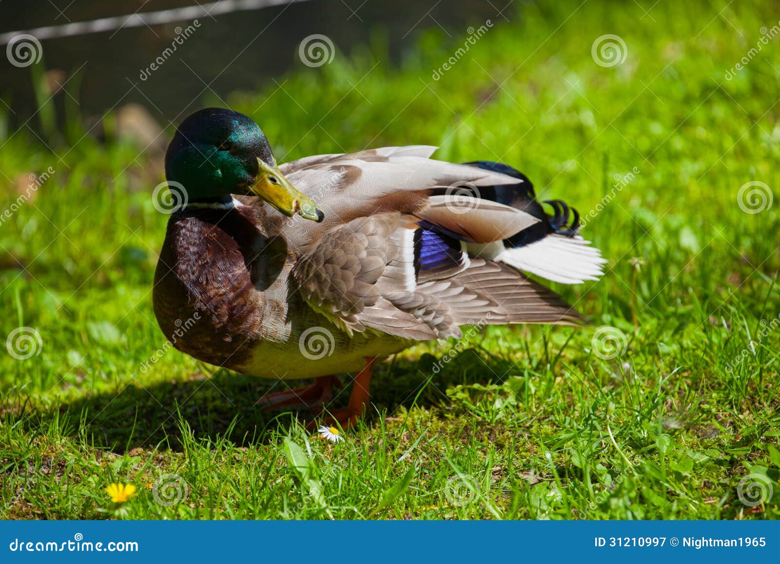 Eend met verwonde neus stock afbeelding. Image of vleugel - 31210997