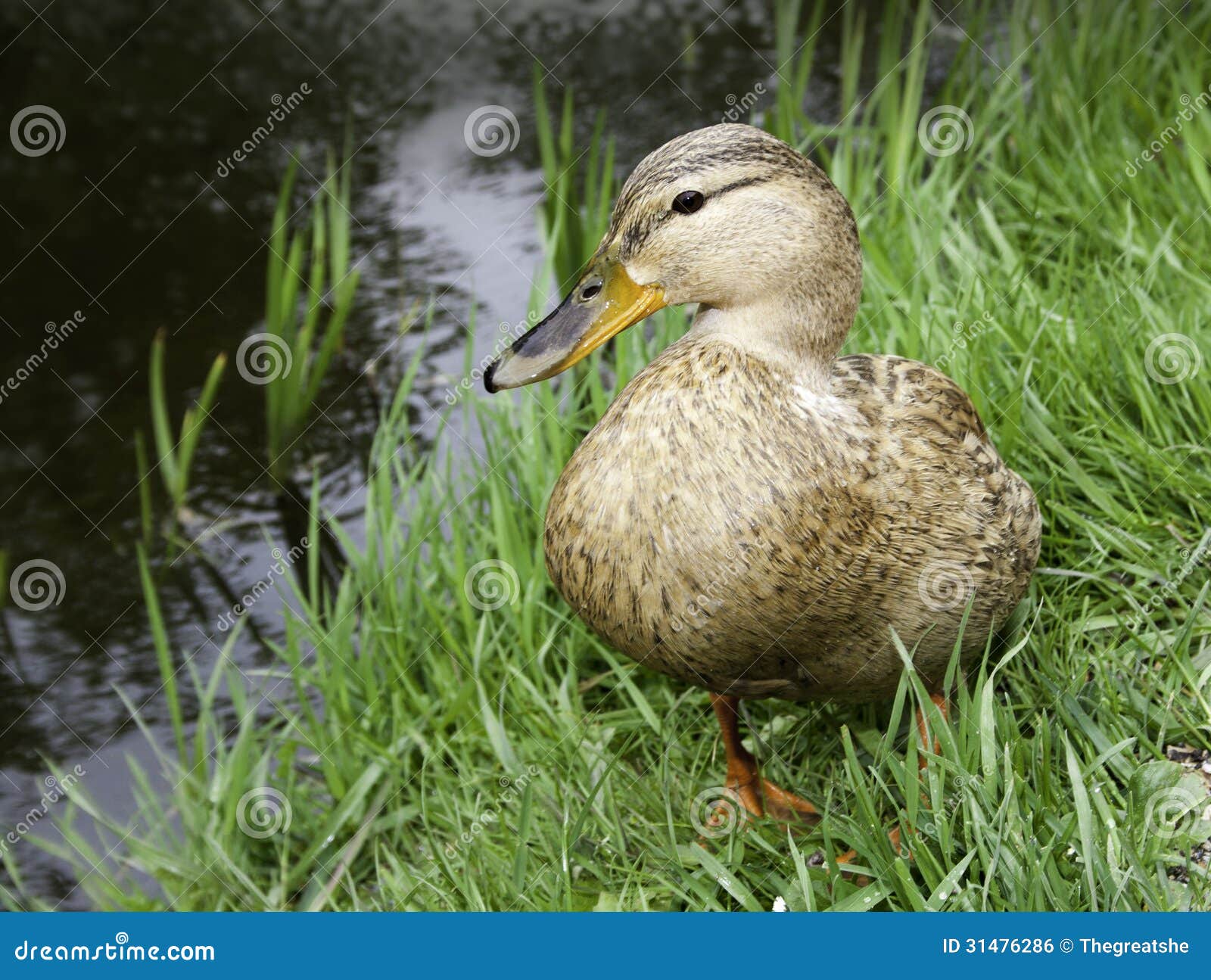 Eend op de bank van vijver stock foto. Image of veer - 31476286