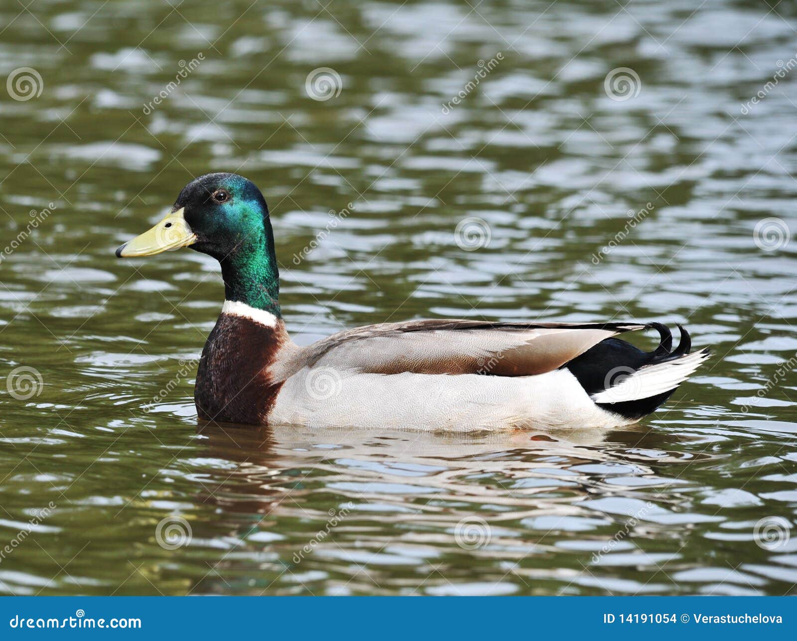 Eend op rivier stock foto. Image of dier, enkelvoudig - 14191054